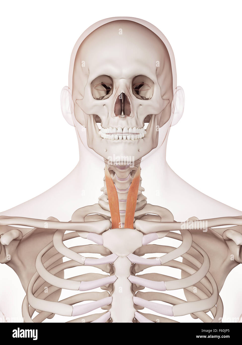 Sternothyroid muscle hi-res stock photography and images - Alamy