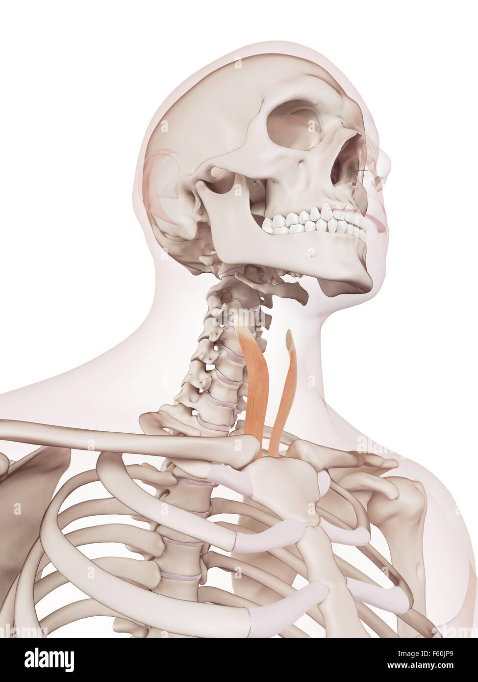 medically accurate muscle illustration of the sternothyroid Stock Photo ...