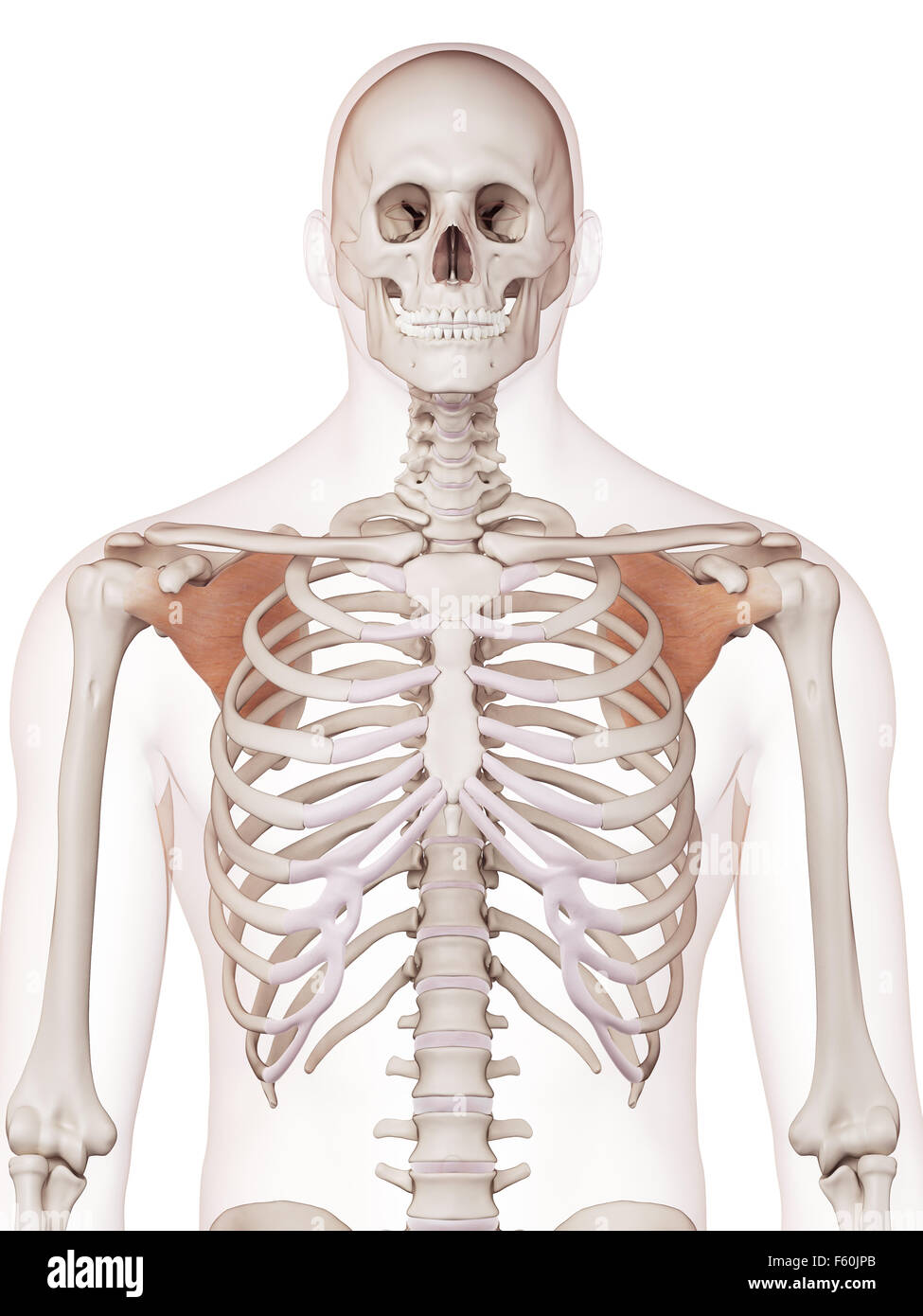 medically accurate muscle illustration of the subscapularis Stock Photo ...