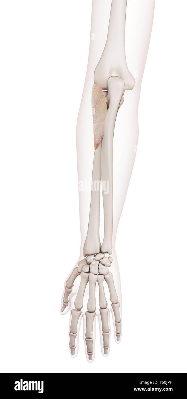 medically accurate muscle illustration of the supinator Stock Photo - Alamy