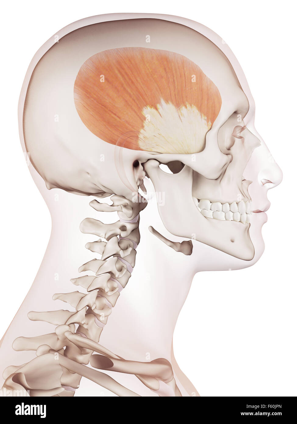 Temporalis Muscle Dog