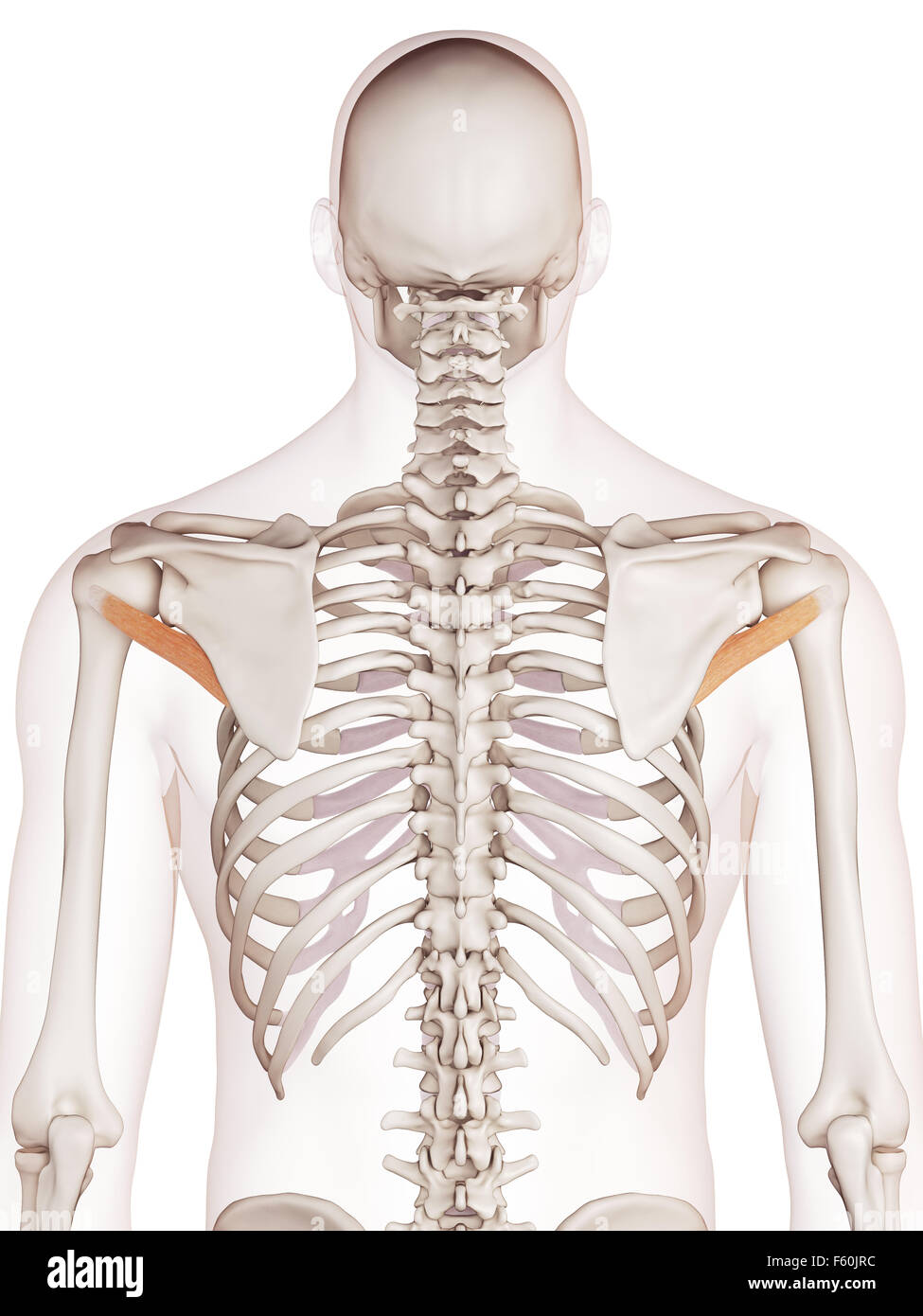 medically accurate muscle illustration of the teres minor Stock Photo ...