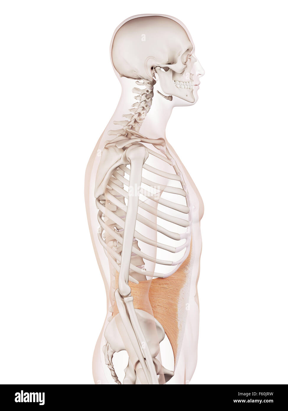 Transversus abdominis hi-res stock photography and images - Alamy