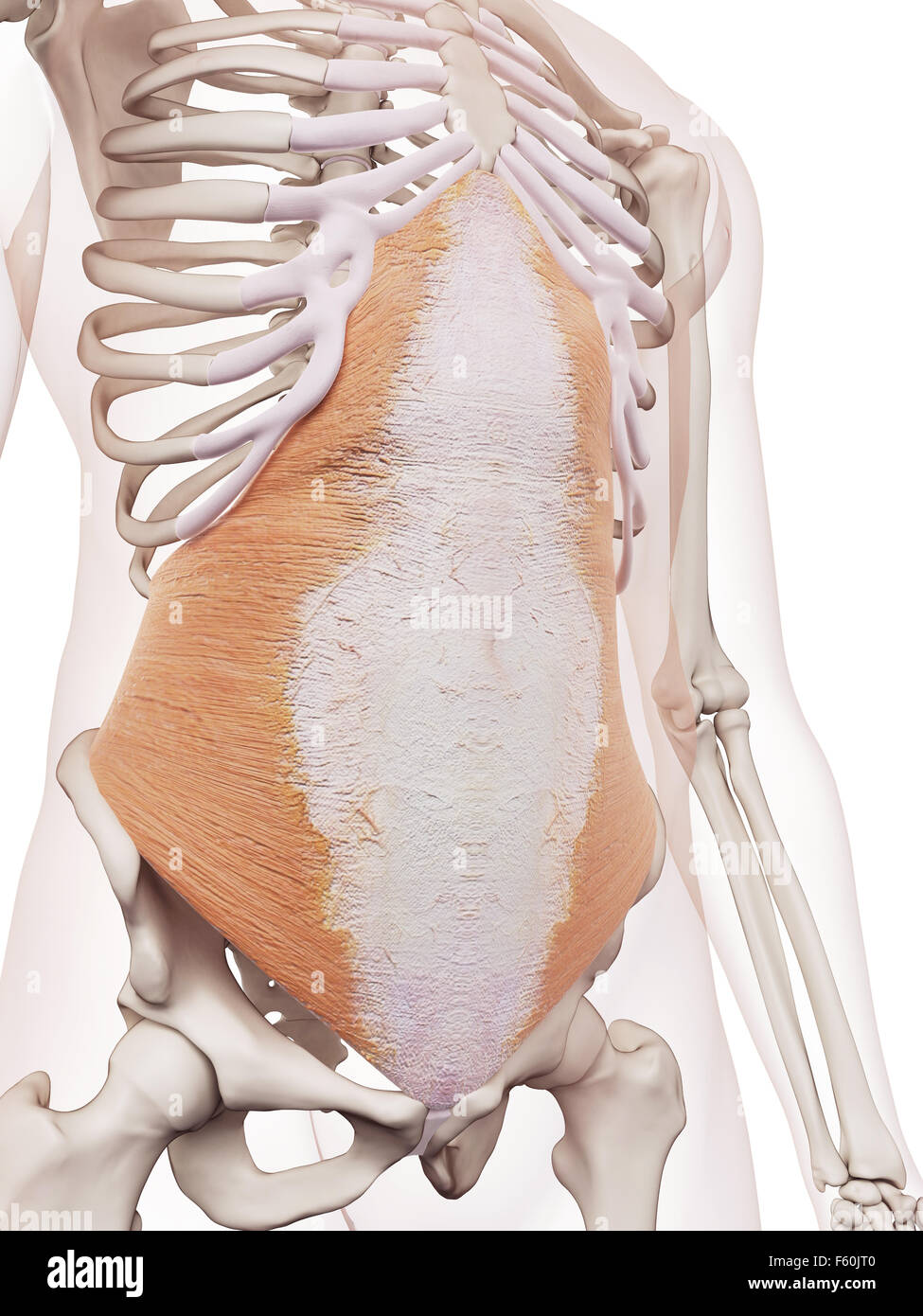 Transversus hi-res stock photography and images - Alamy