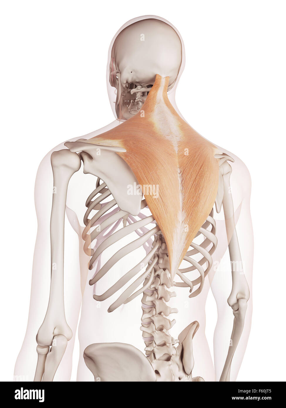 medically accurate muscle illustration of the trapezius Stock Photo - Alamy