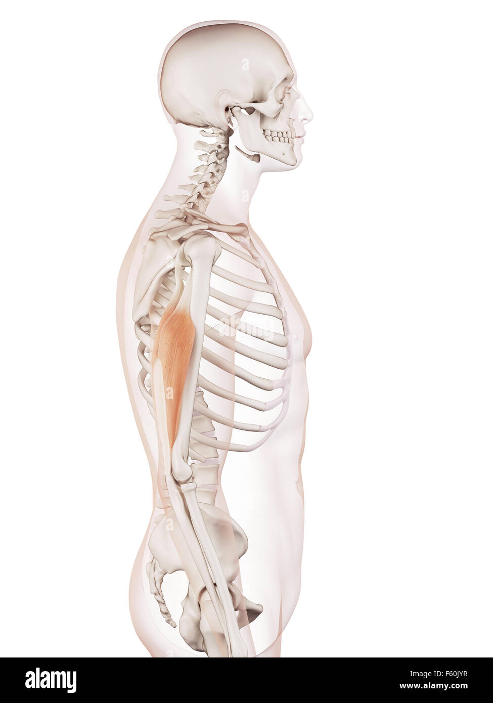 medically accurate muscle illustration of the triceps Stock Photo - Alamy