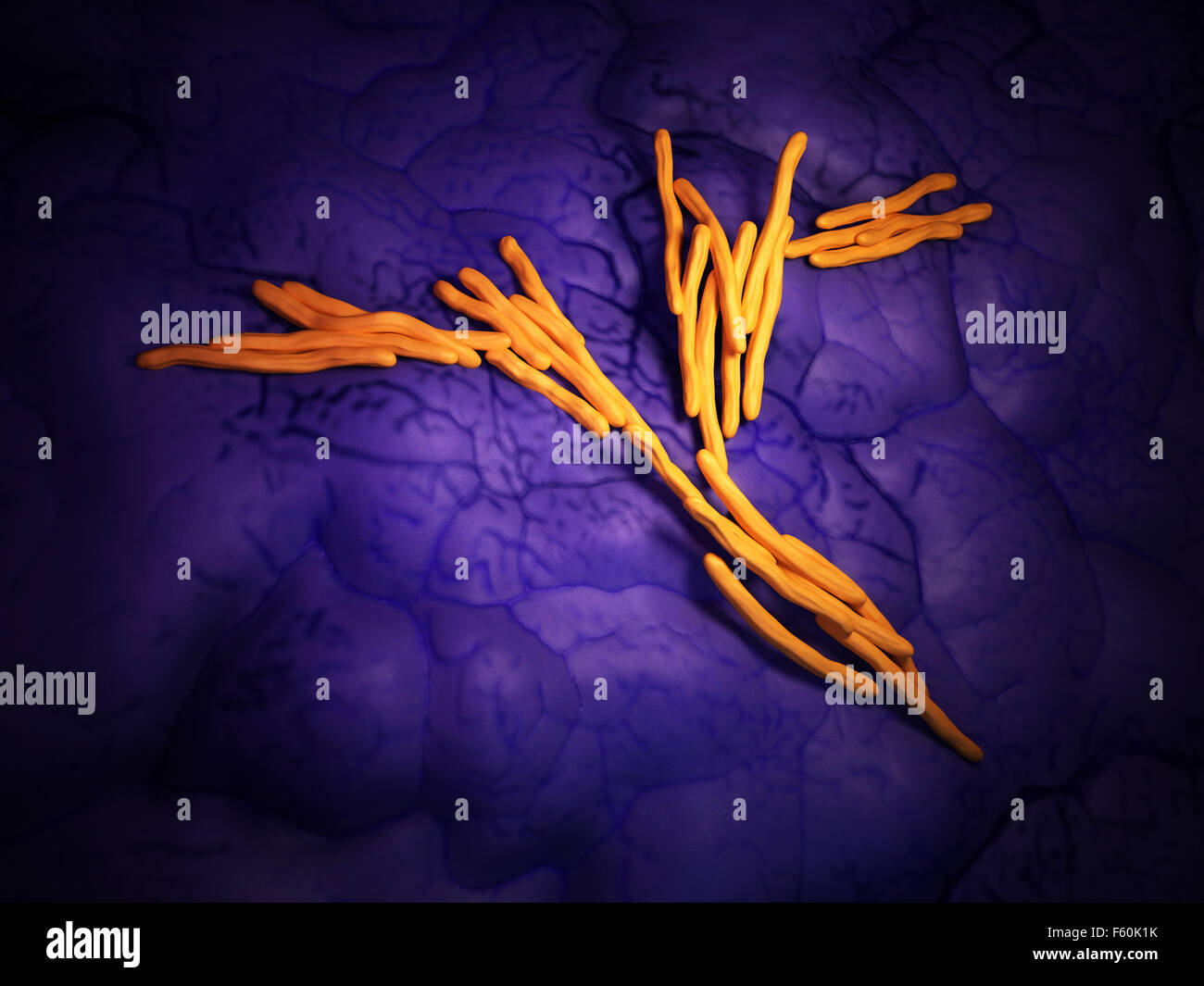 Mycobacterium tuberculosis bacterium hi-res stock photography and images - Alamy