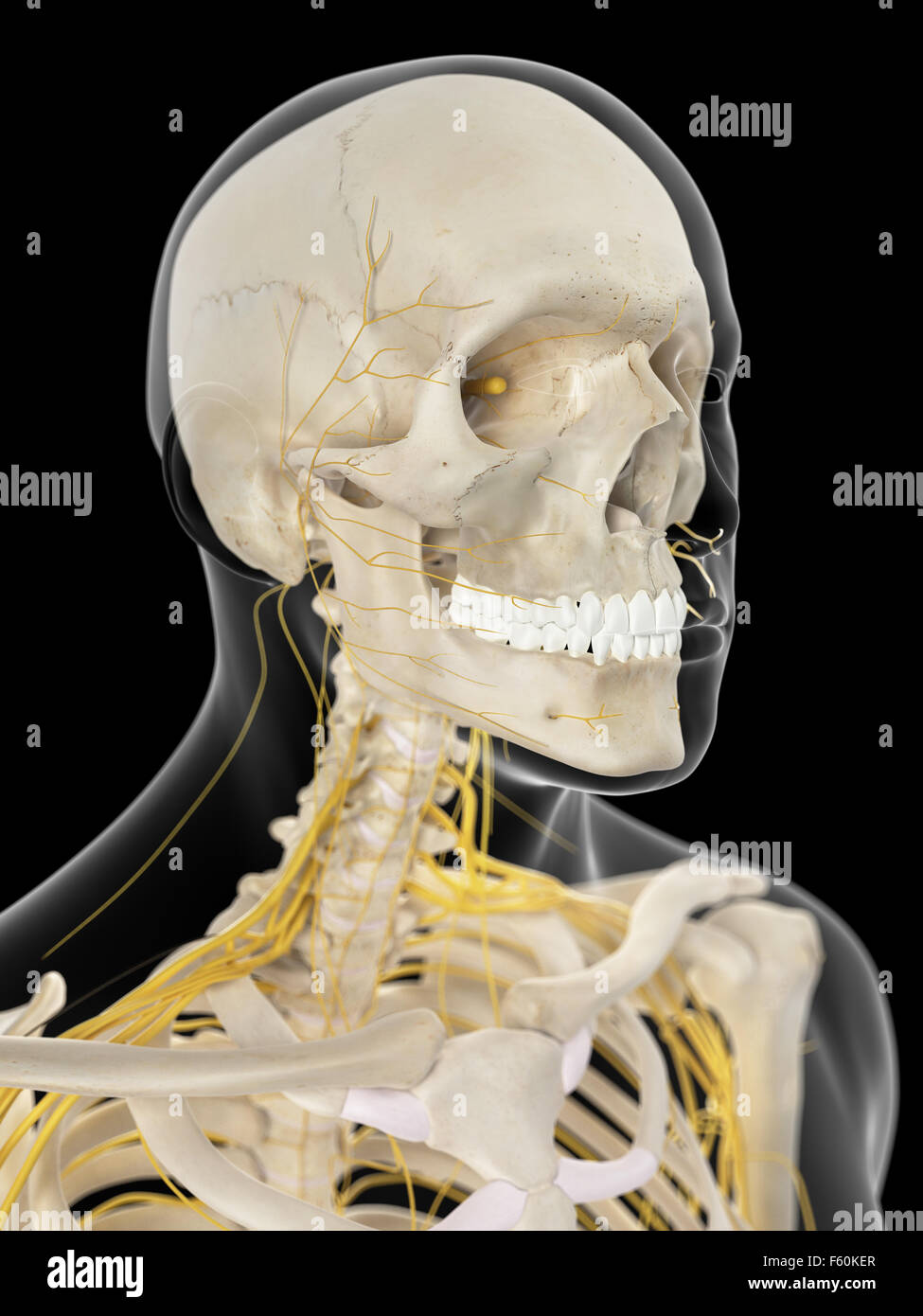 medically accurate illustration of the cervical nerves Stock Photo - Alamy