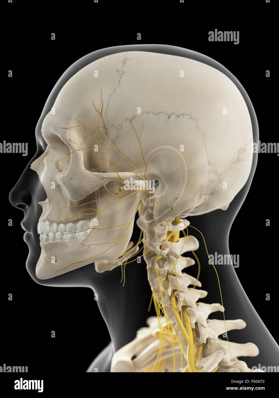 medically accurate illustration of the cervical nerves Stock Photo - Alamy