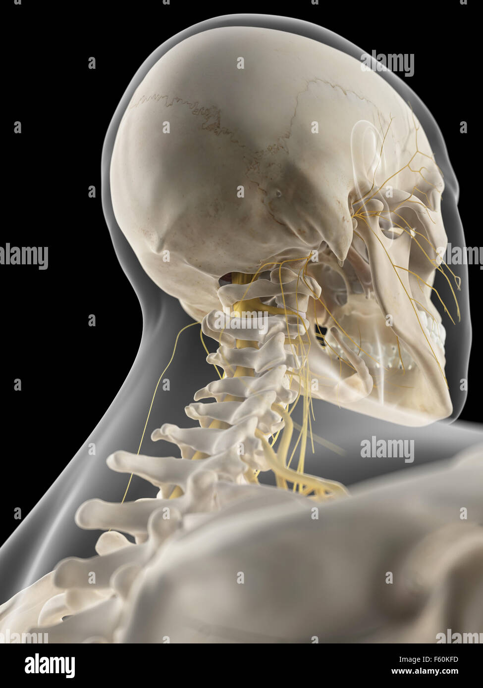 medically accurate illustration of the cervical nerves Stock Photo - Alamy