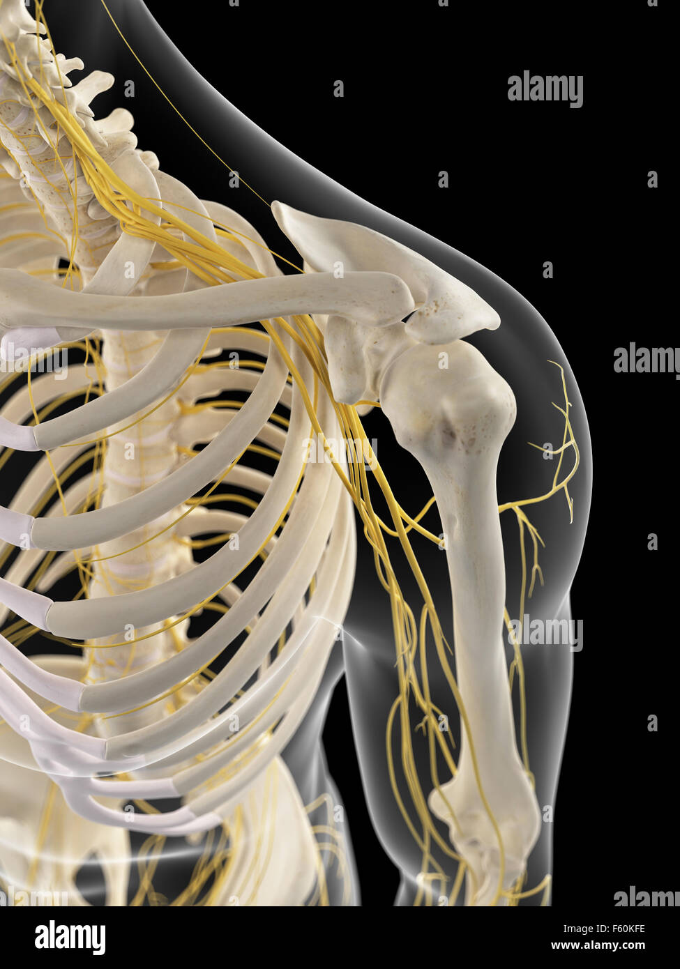 medically accurate illustration of the shoulder nerves Stock Photo - Alamy