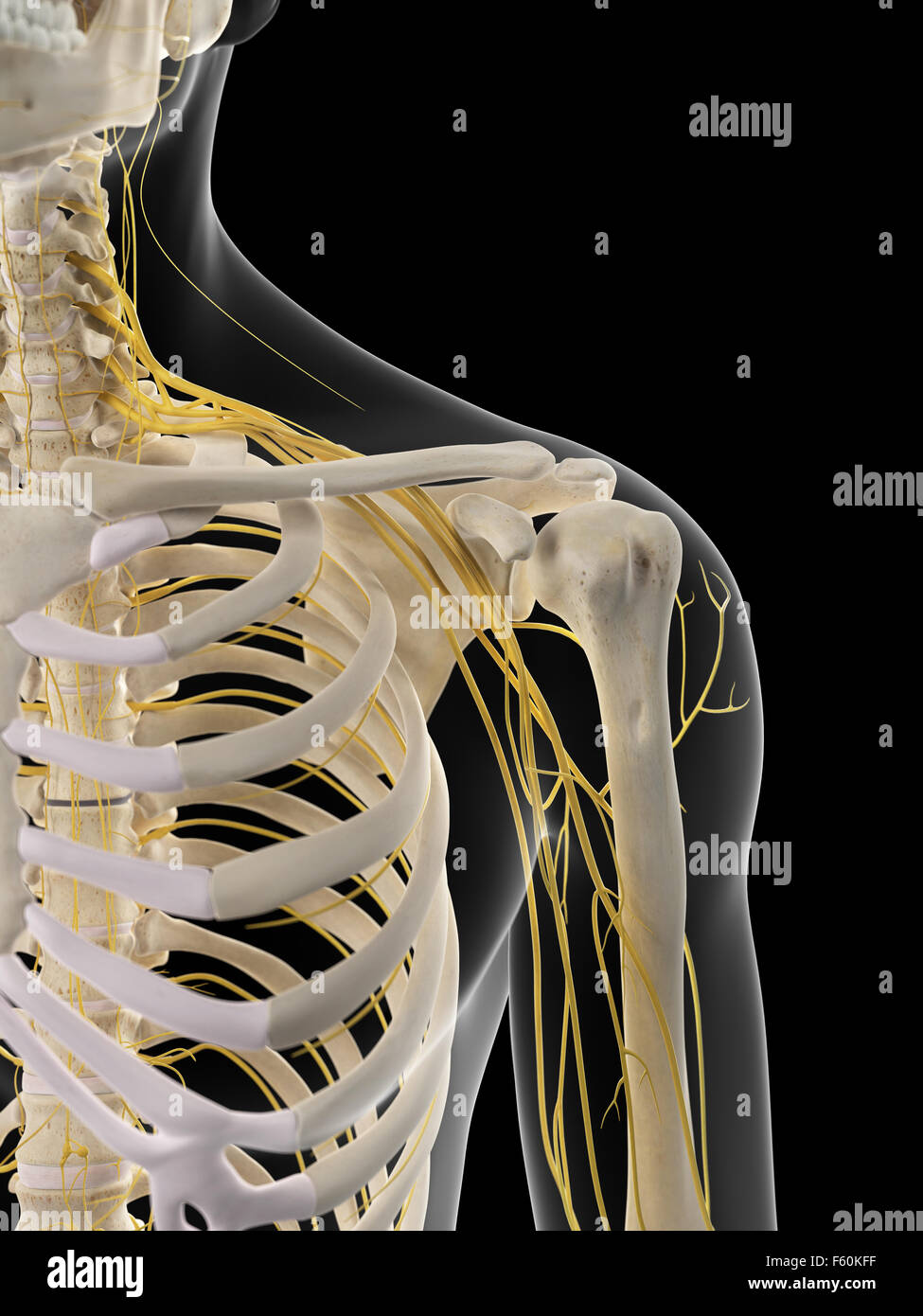 medically accurate illustration of the shoulder nerves Stock Photo - Alamy
