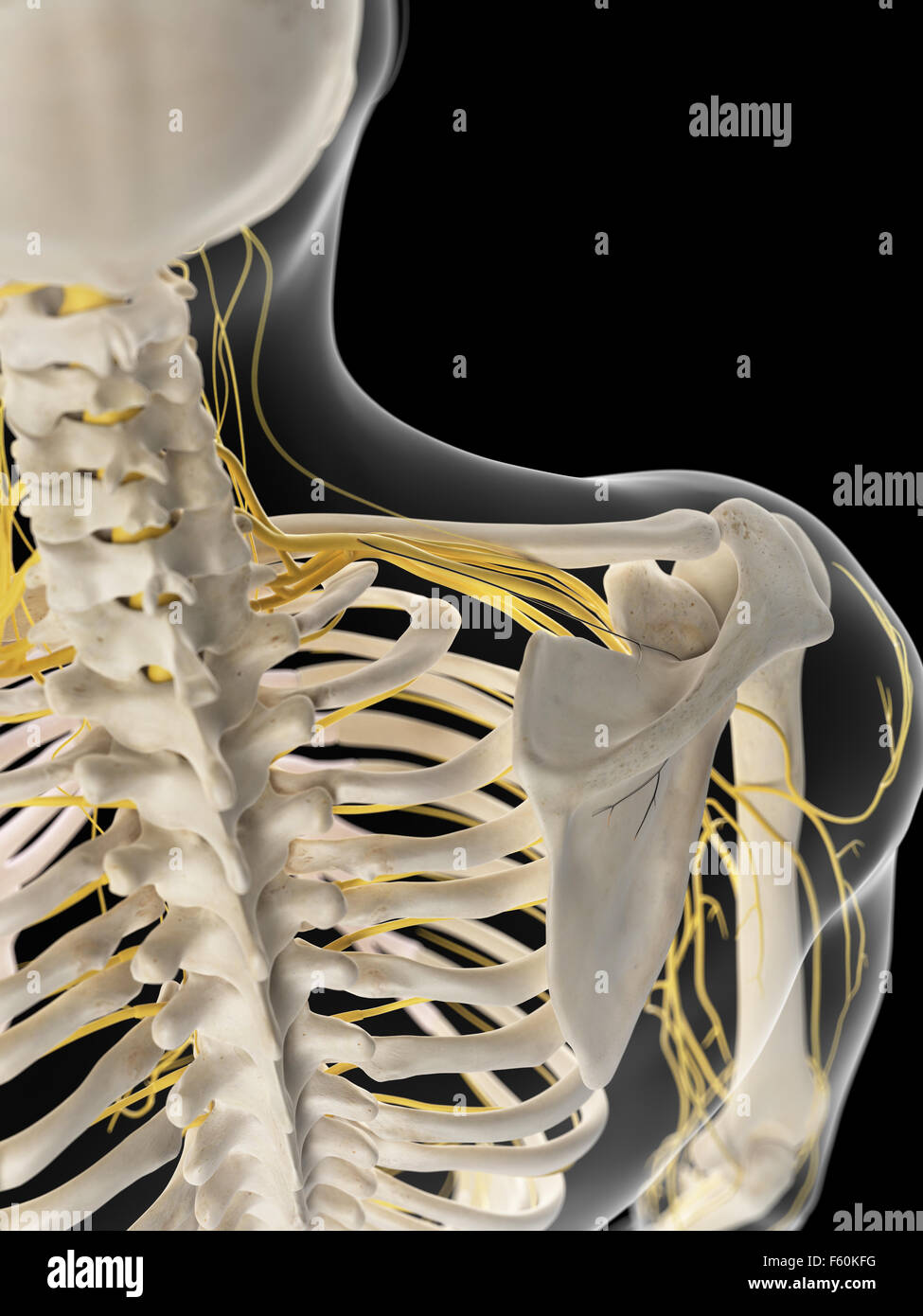 medically accurate illustration of the shoulder nerves Stock Photo - Alamy