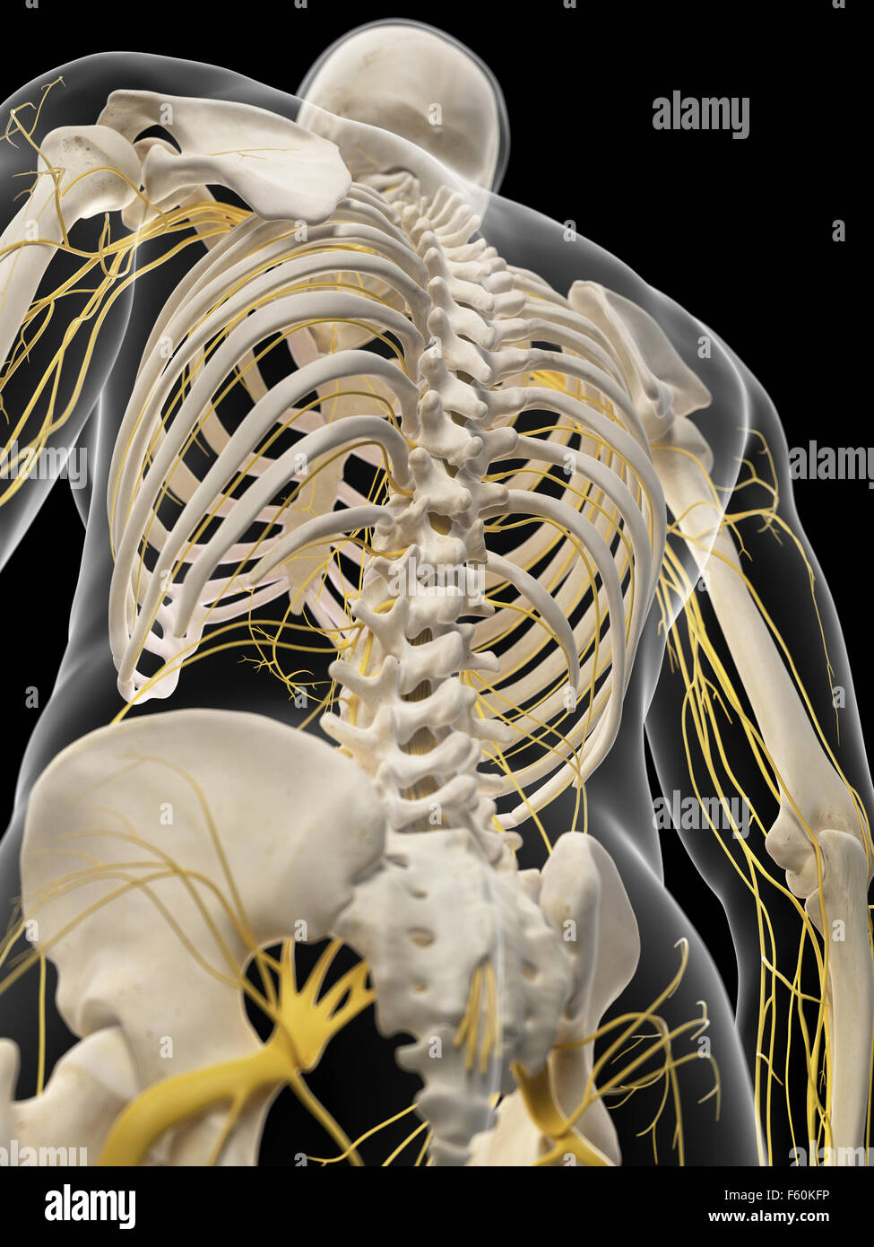 Nerves hip hi-res stock photography and images - Alamy