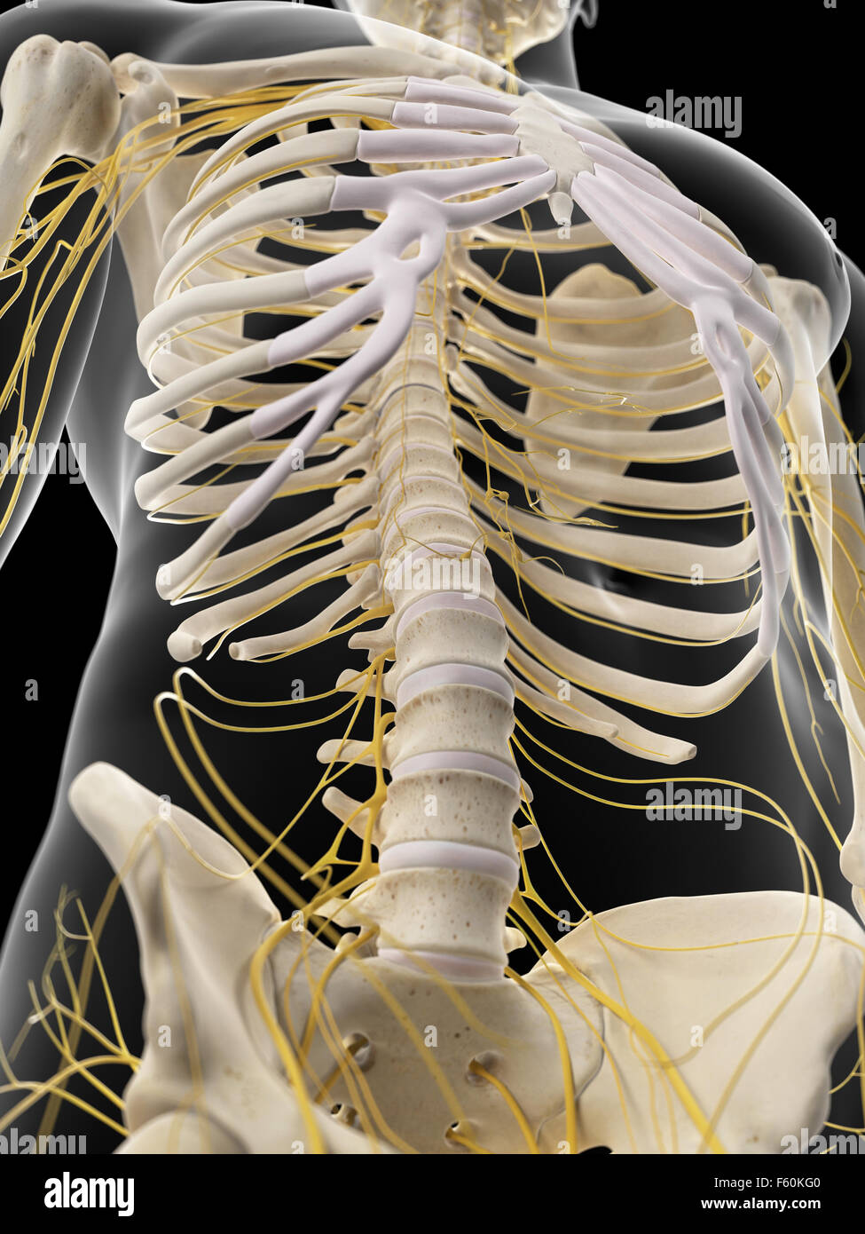 medically accurate illustration of the abdominal nerves Stock Photo - Alamy