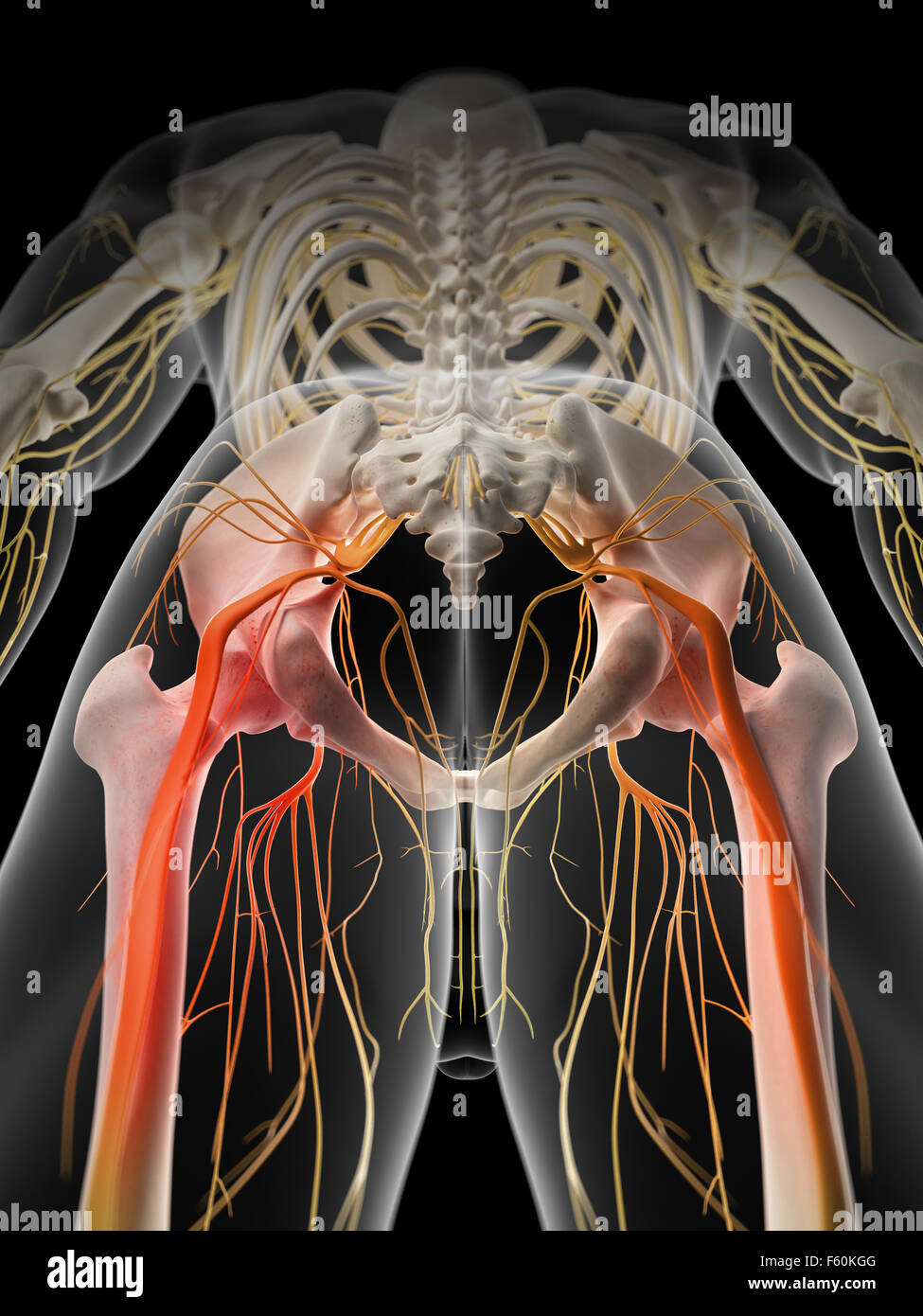 Sciatic Nerve High Resolution Stock Photography and Images - Alamy