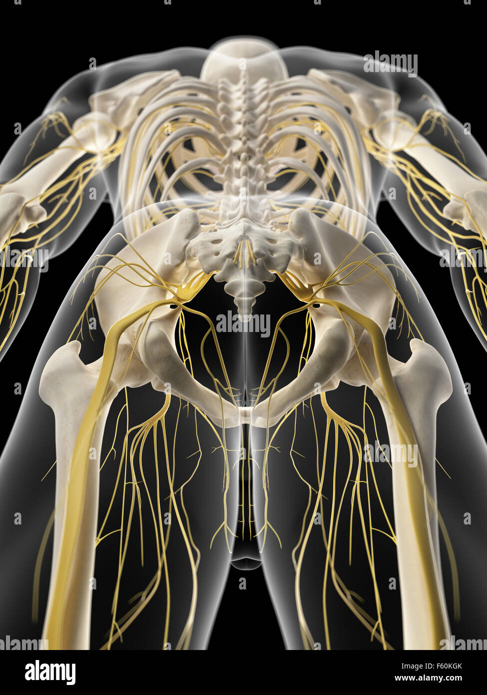 Nerves Hip High Resolution Stock Photography and Images - Alamy