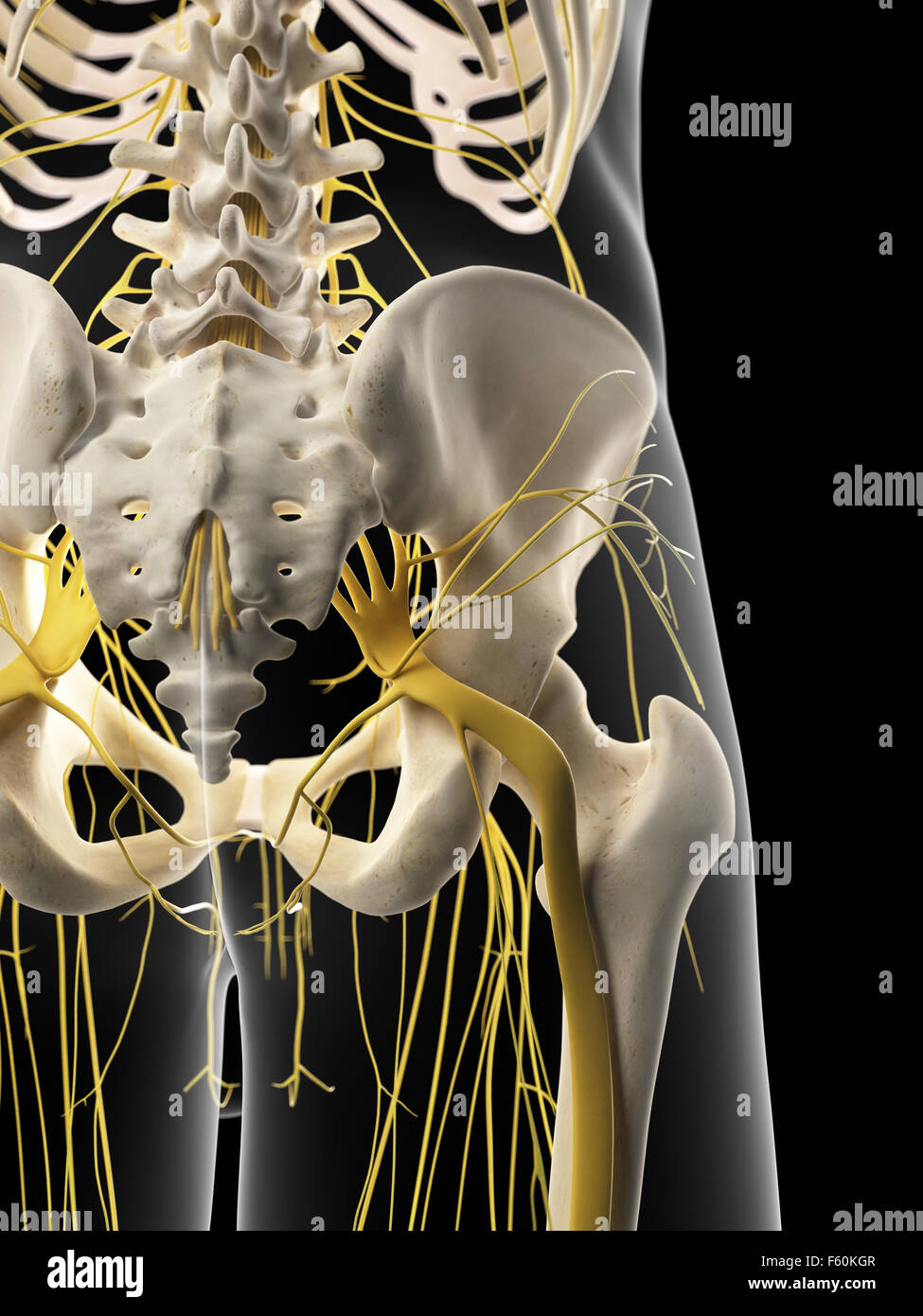 Nerves Hip High Resolution Stock Photography and Images - Alamy