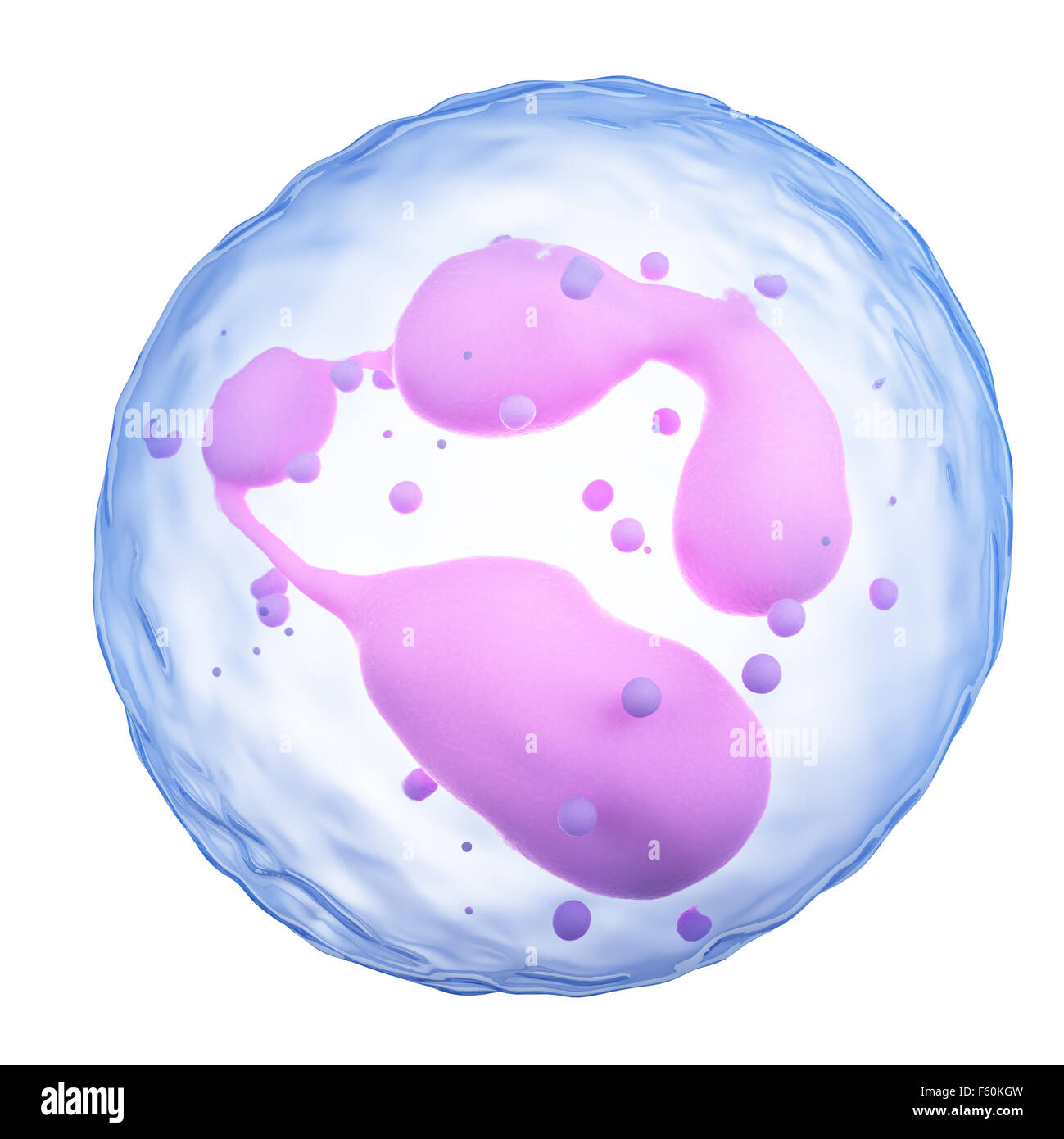 Neutrophil hi-res stock photography and images - Alamy