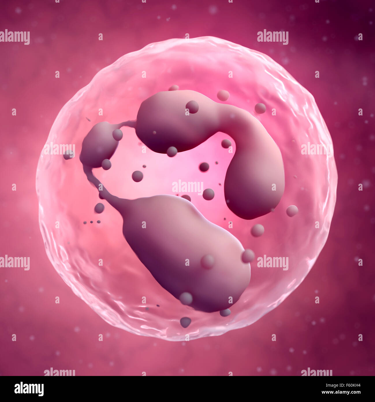 medically accurate illustration of a neutrophil Stock Photo - Alamy