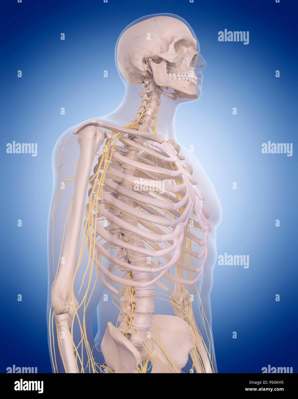 Thoracic nerves hi-res stock photography and images - Alamy