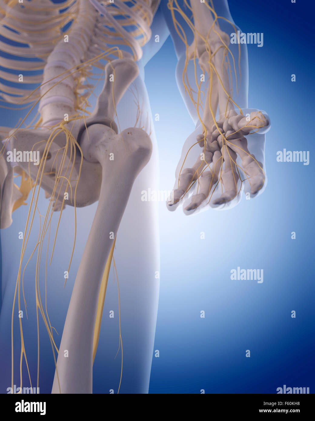 Nerves Of The Hand Hand Anatomy Purposed Physical Therapy & Massage,