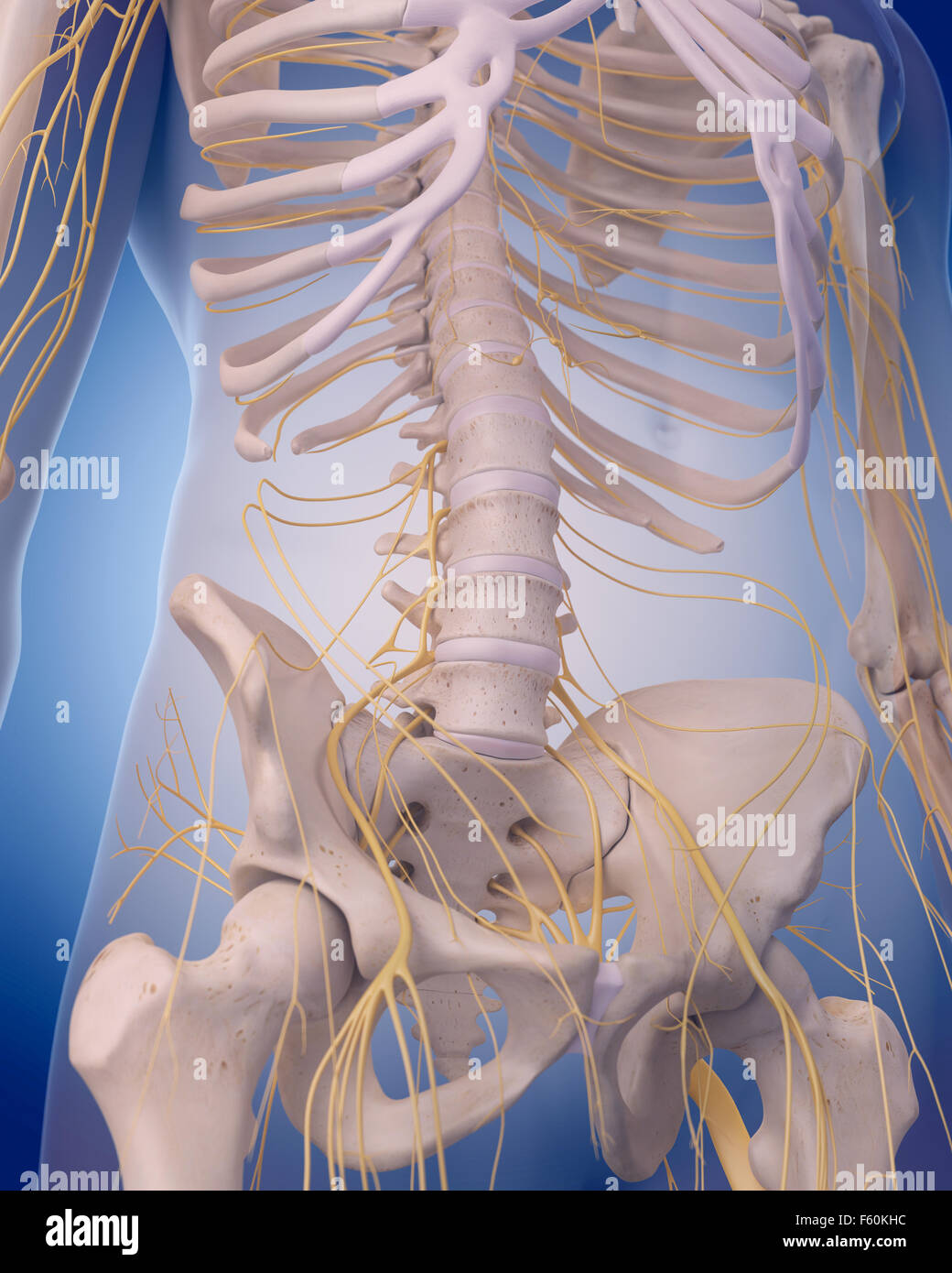 medically accurate illustration - nerves of the abdomen Stock Photo - Alamy