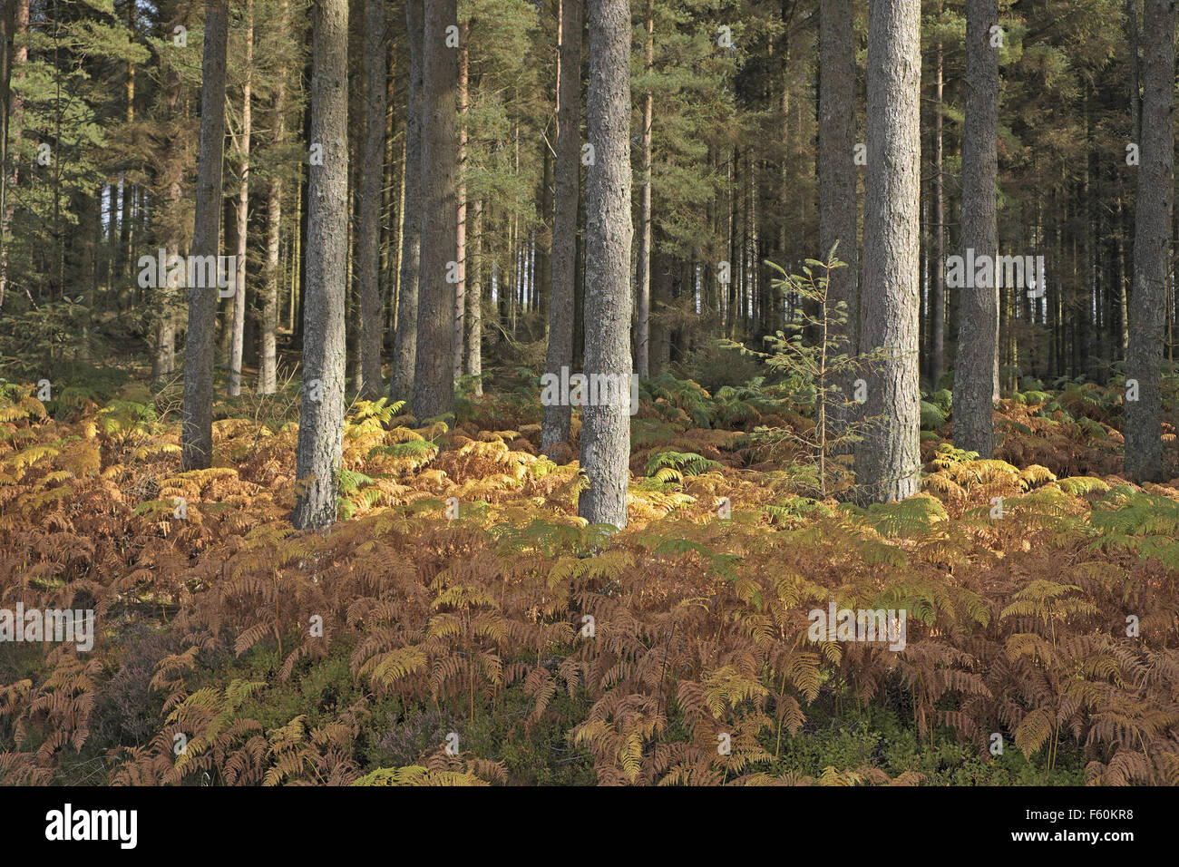 Bracken at the edge of a forest; Kielder Forest, Northumberland ...