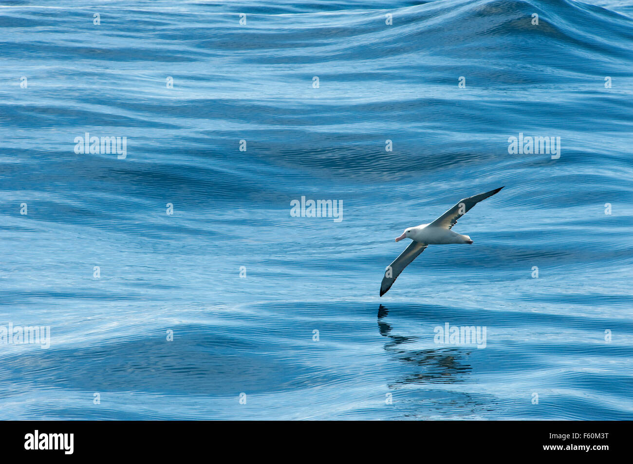 Royal Albatross in flight, Antarctica Stock Photo - Alamy