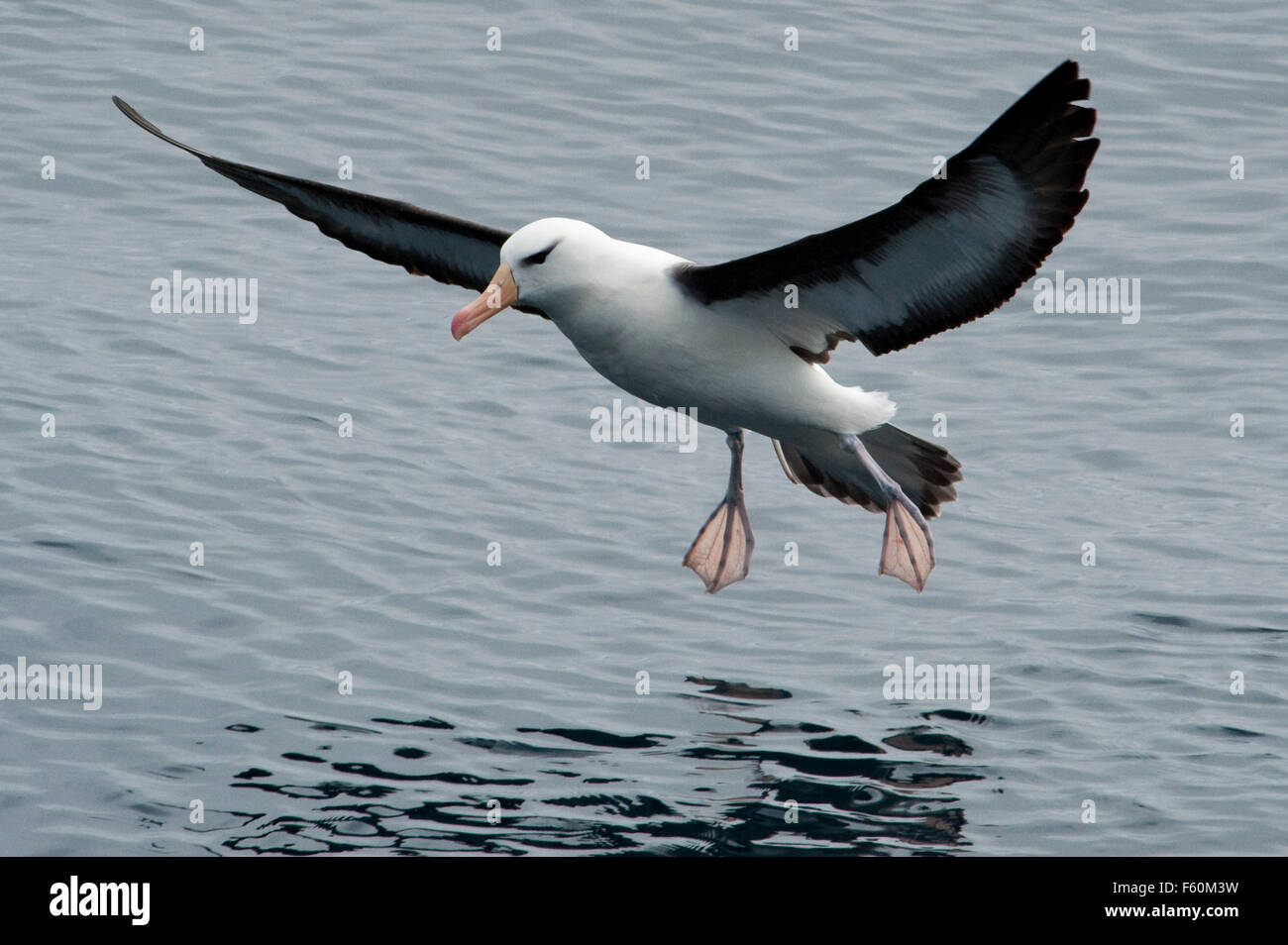 Black-browed Albatross, Antarctica Stock Photo - Alamy