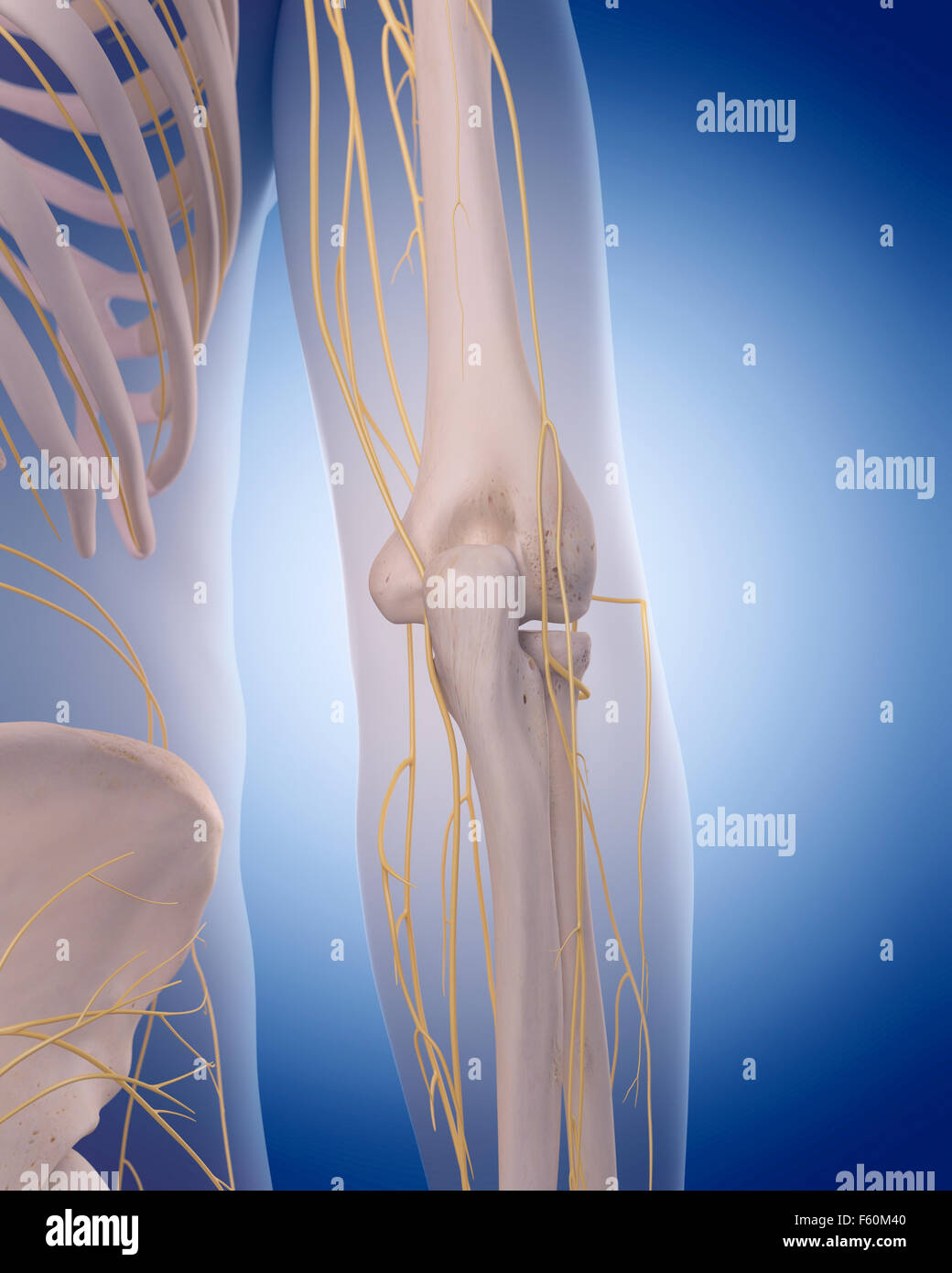 Nerves arm hi-res stock photography and images - Alamy