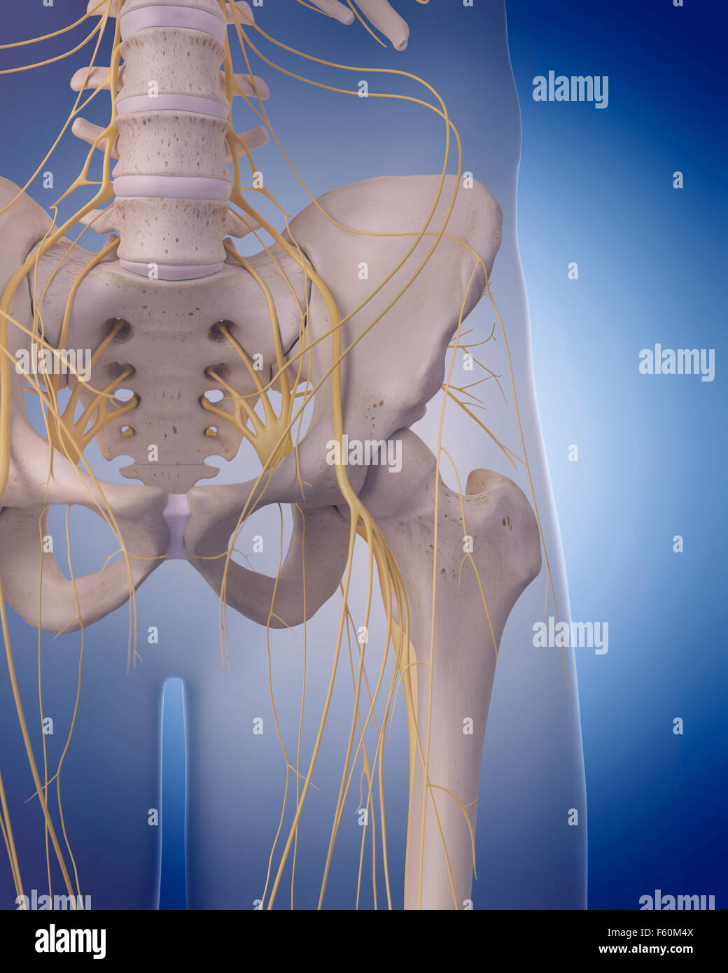 Nerves hip hi-res stock photography and images - Alamy