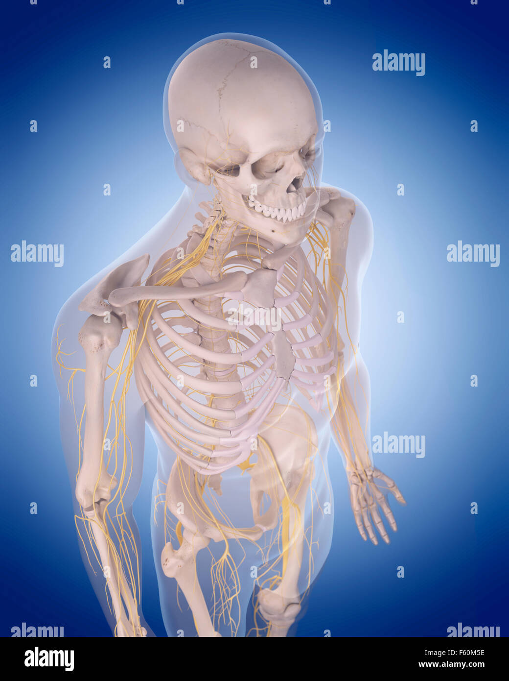 Thoracic Nerves High Resolution Stock Photography and Images - Alamy