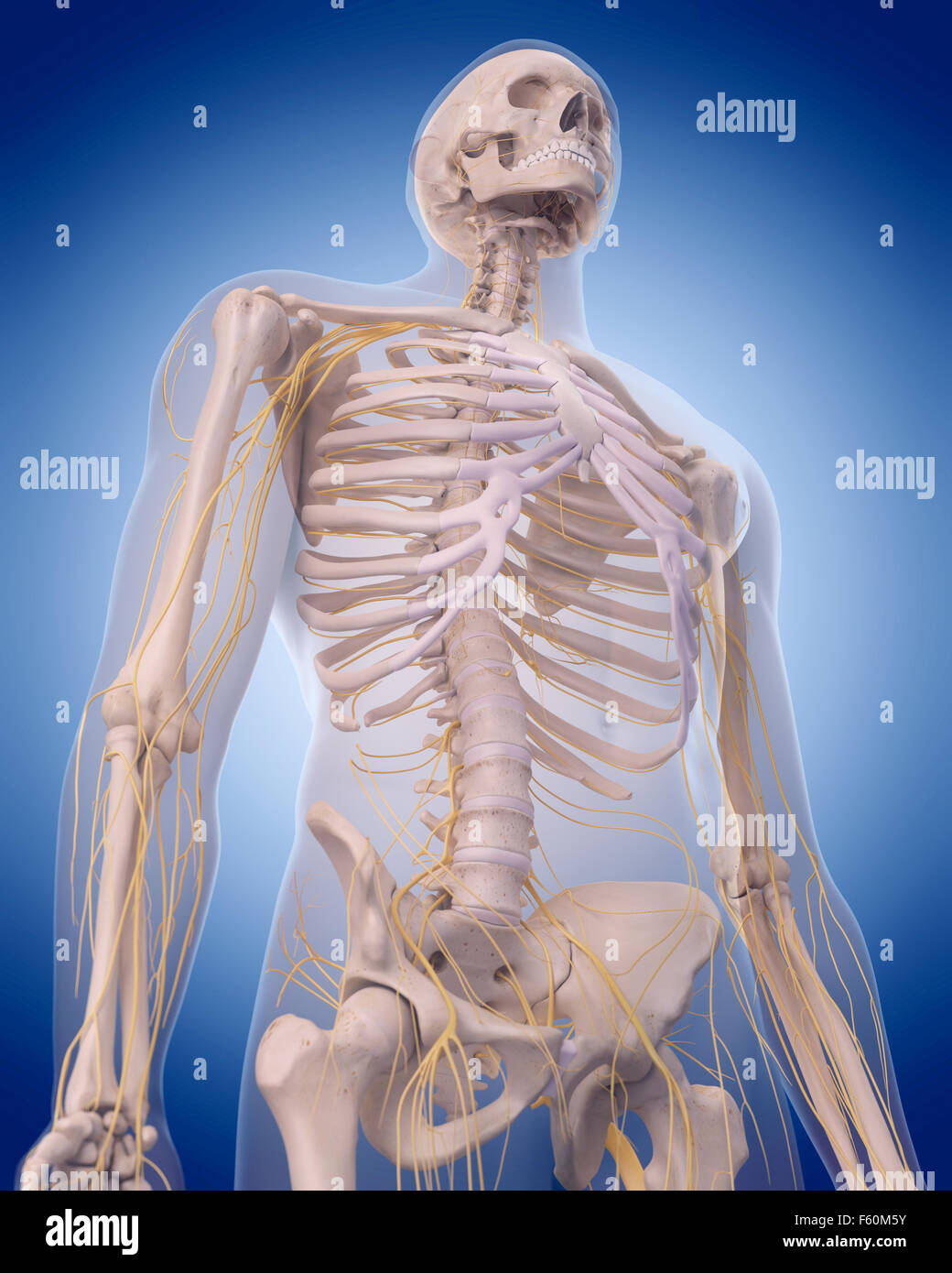 Thoracic Nerves High Resolution Stock Photography and Images - Alamy