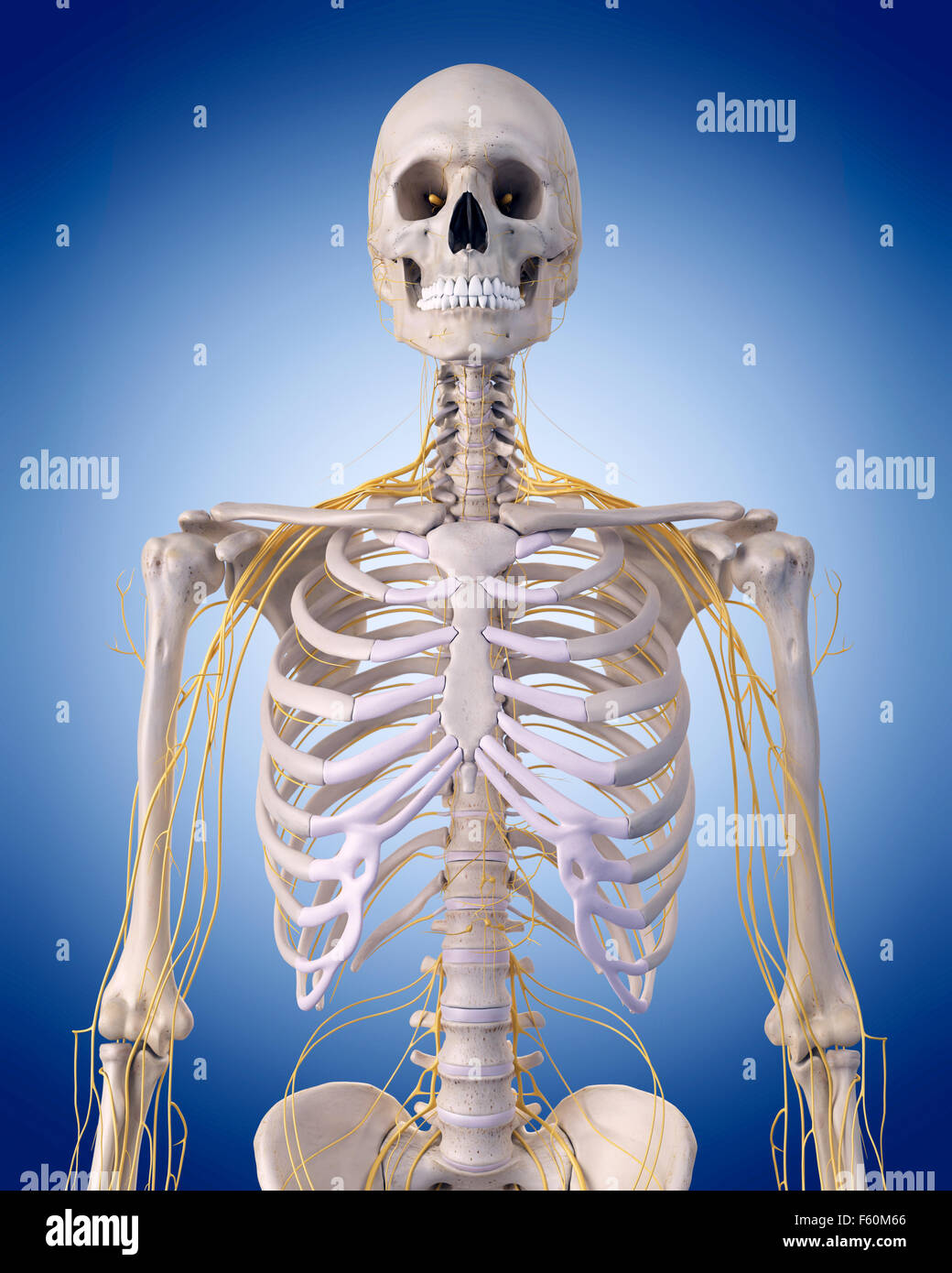 Nerves Of The Human Body Real