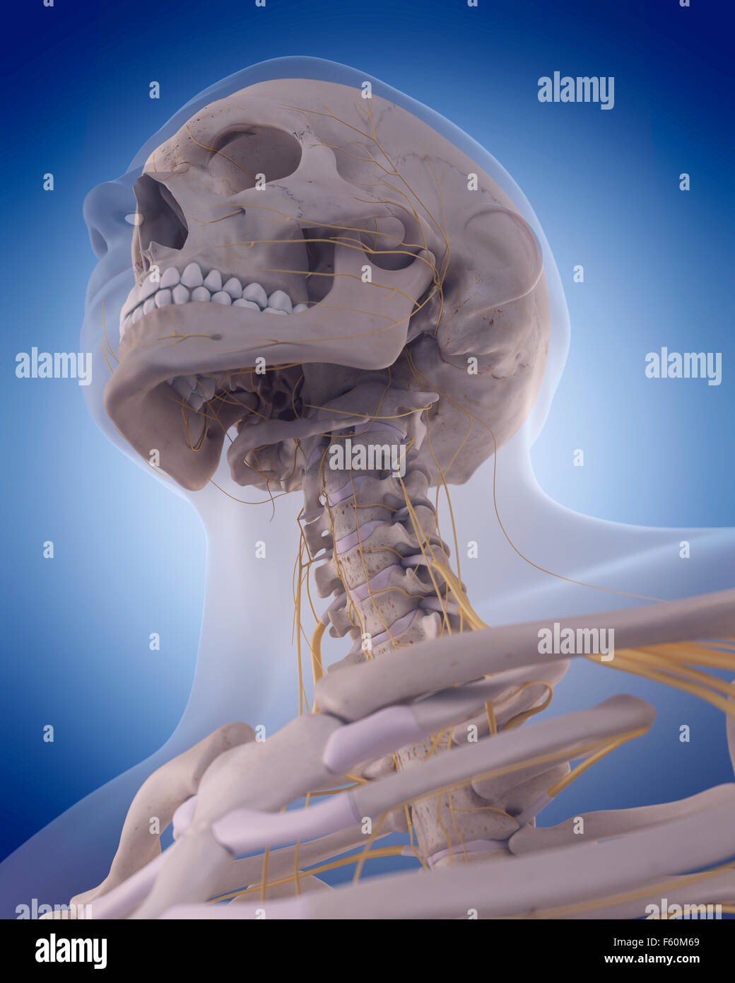 medically accurate illustration - nerves of the neck Stock Photo - Alamy