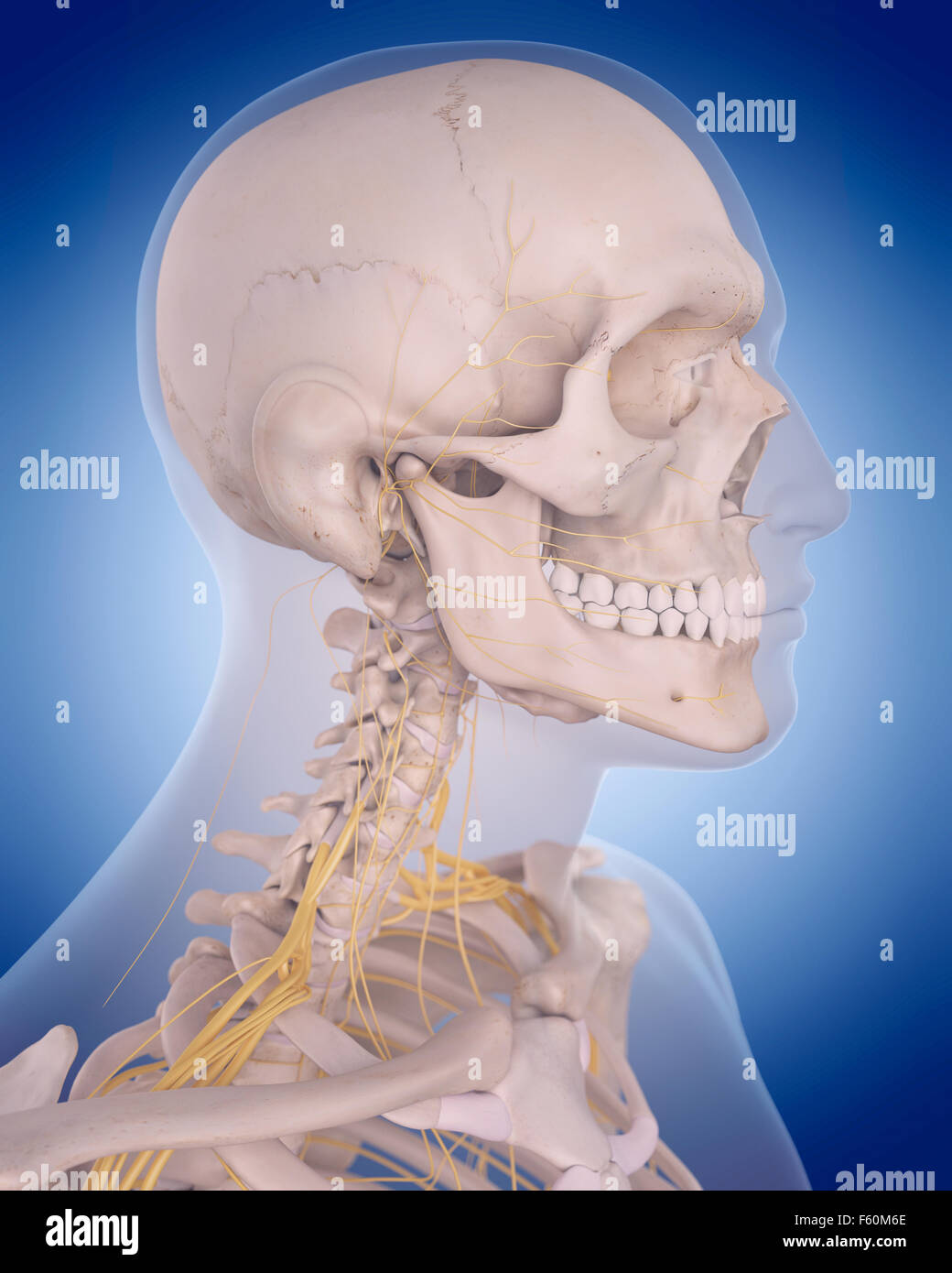 medically accurate illustration - nerves of the neck Stock Photo - Alamy
