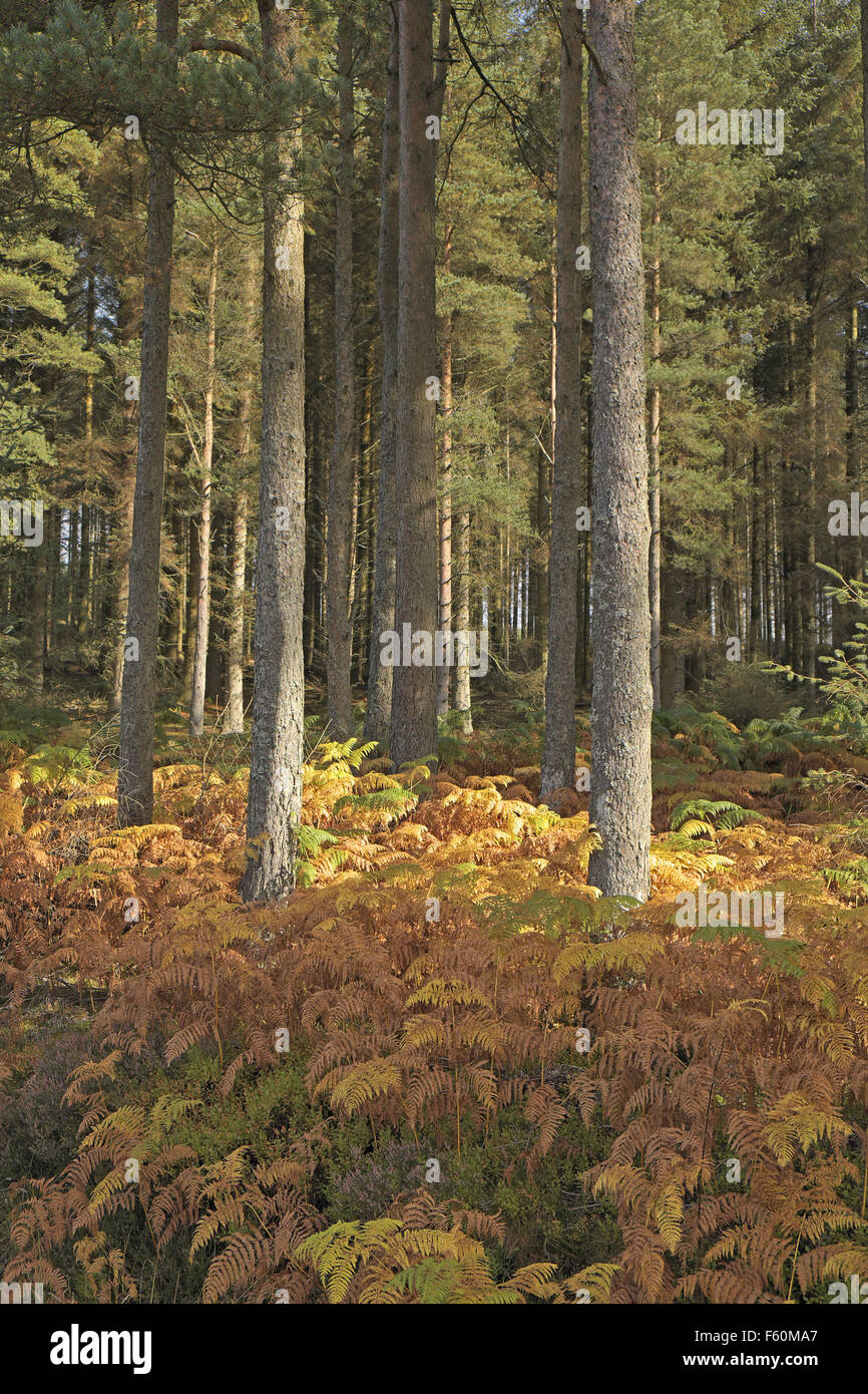 Bracken at the edge of a forest; Kielder Forest, Northumberland ...