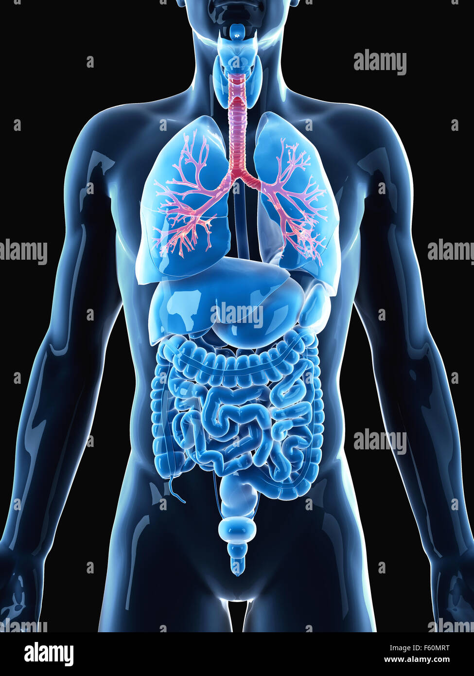 Bronchi hi-res stock photography and images - Alamy