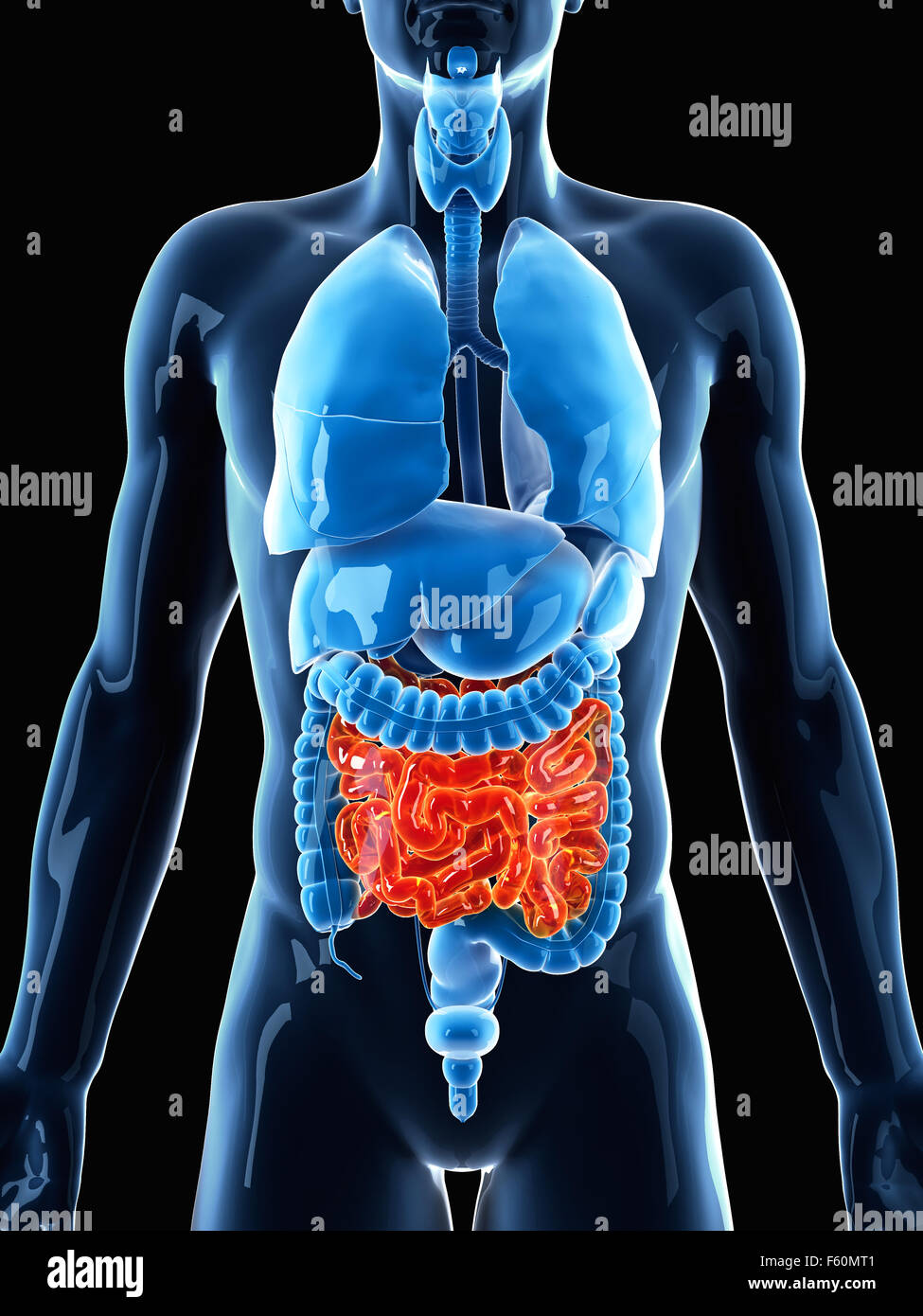 medically accurate illustration of the small intestine Stock Photo - Alamy