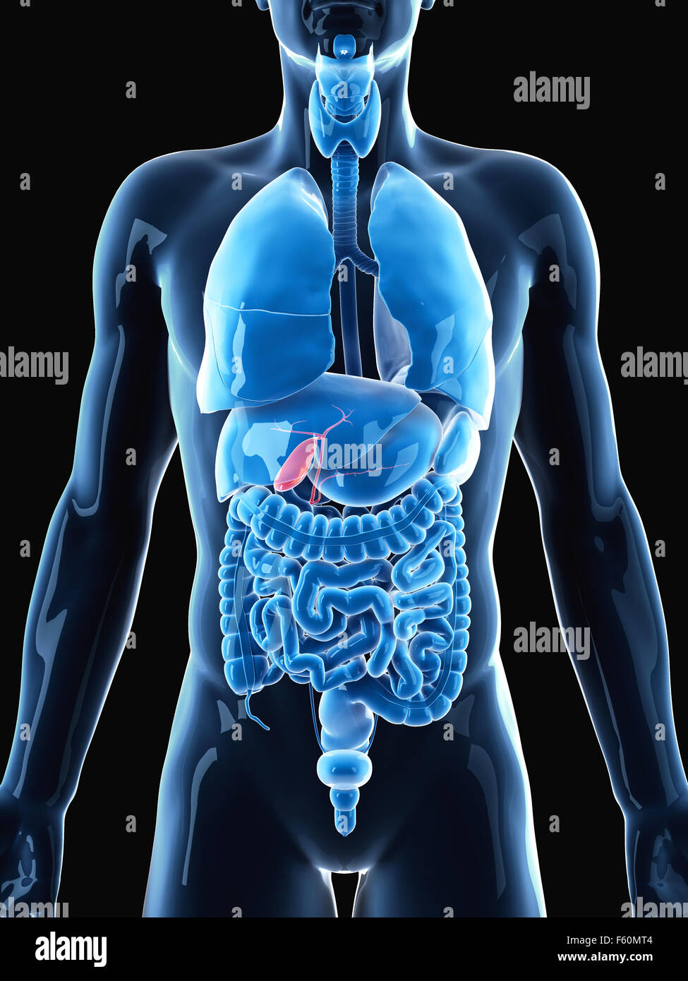 Gallbladder hi-res stock photography and images - Alamy