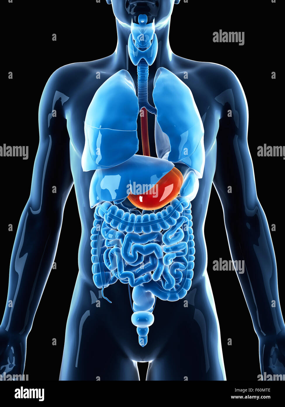 medically accurate illustration of the stomach Stock Photo - Alamy