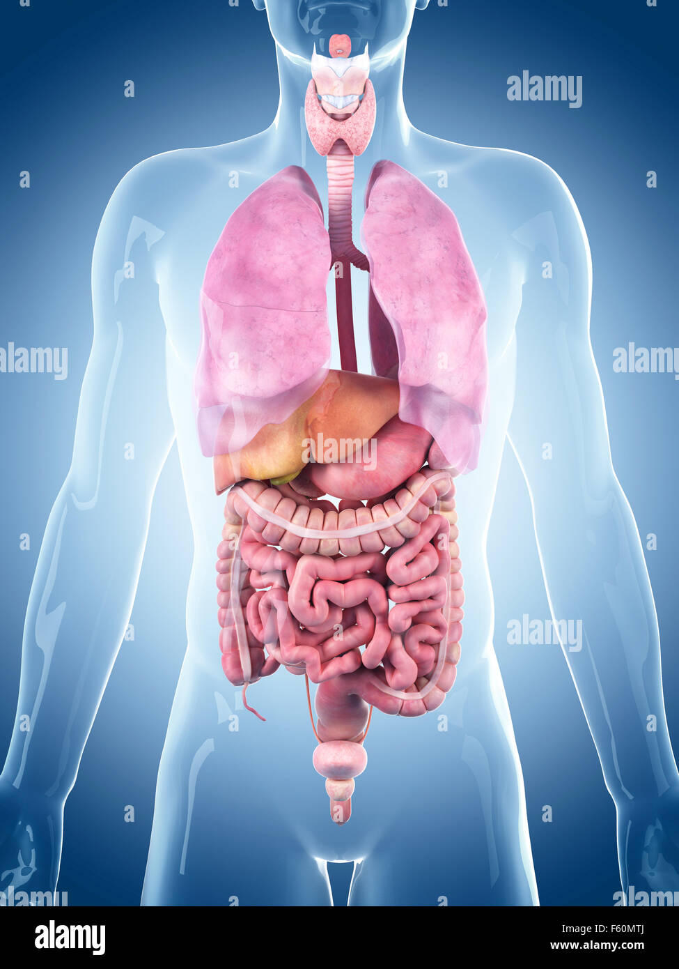 Large Intestine And Bladder Stock Photos & Large Intestine And Bladder ...