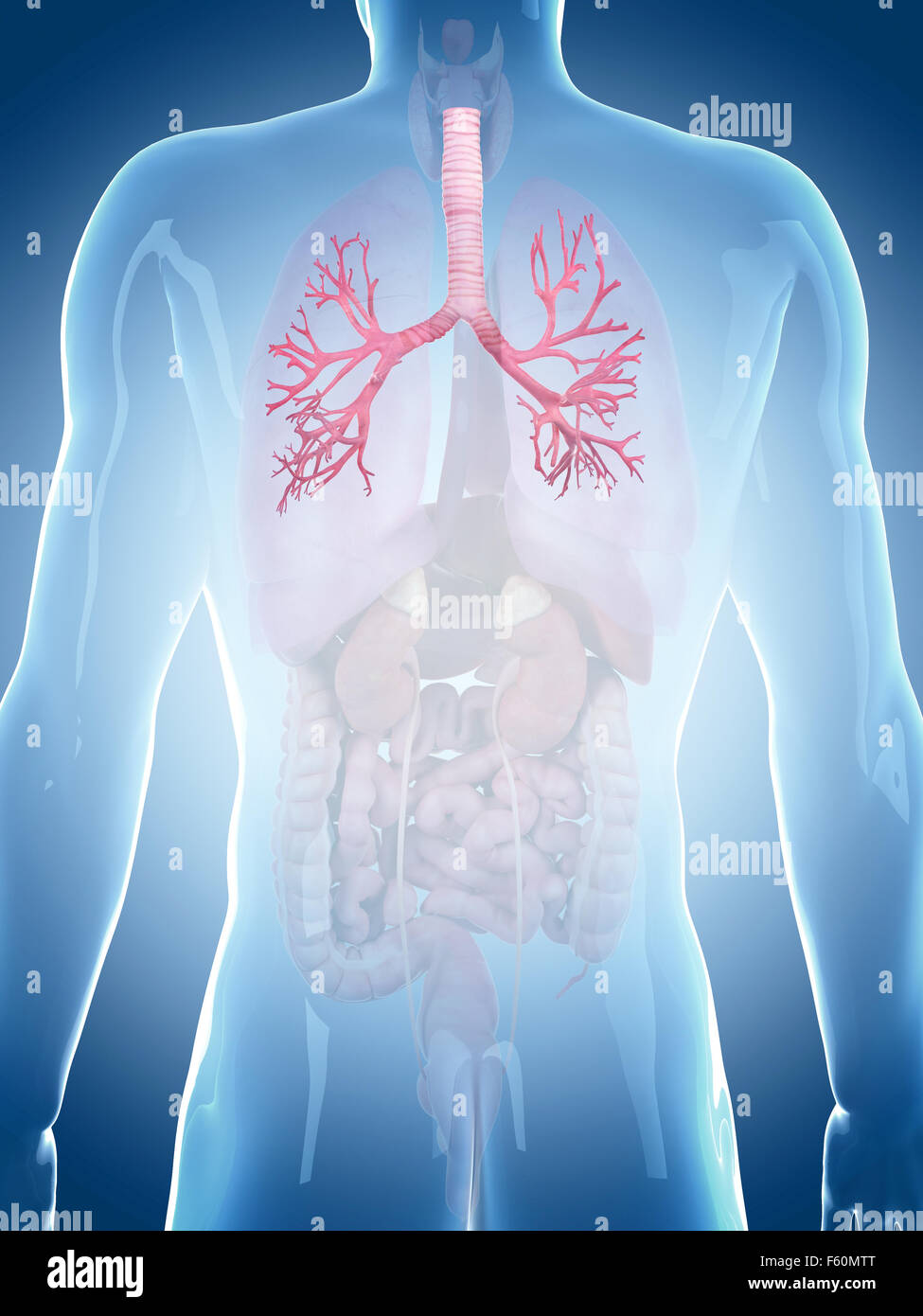 Healthy Bronchi Artwork High Resolution Stock Photography and Images ...