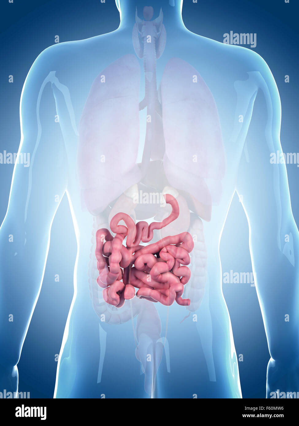 medically accurate illustration of the small intestine Stock Photo - Alamy