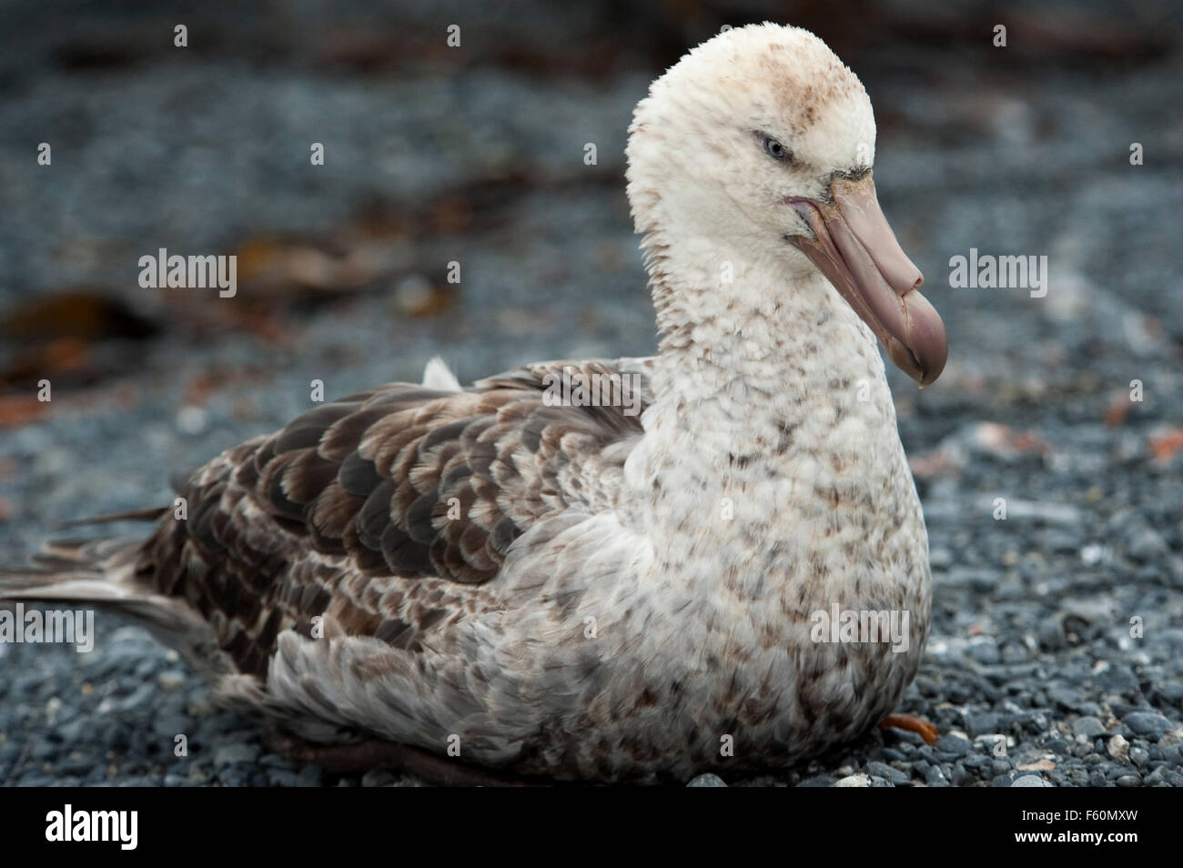 Southern Giant Petrel Stock Photo - Alamy