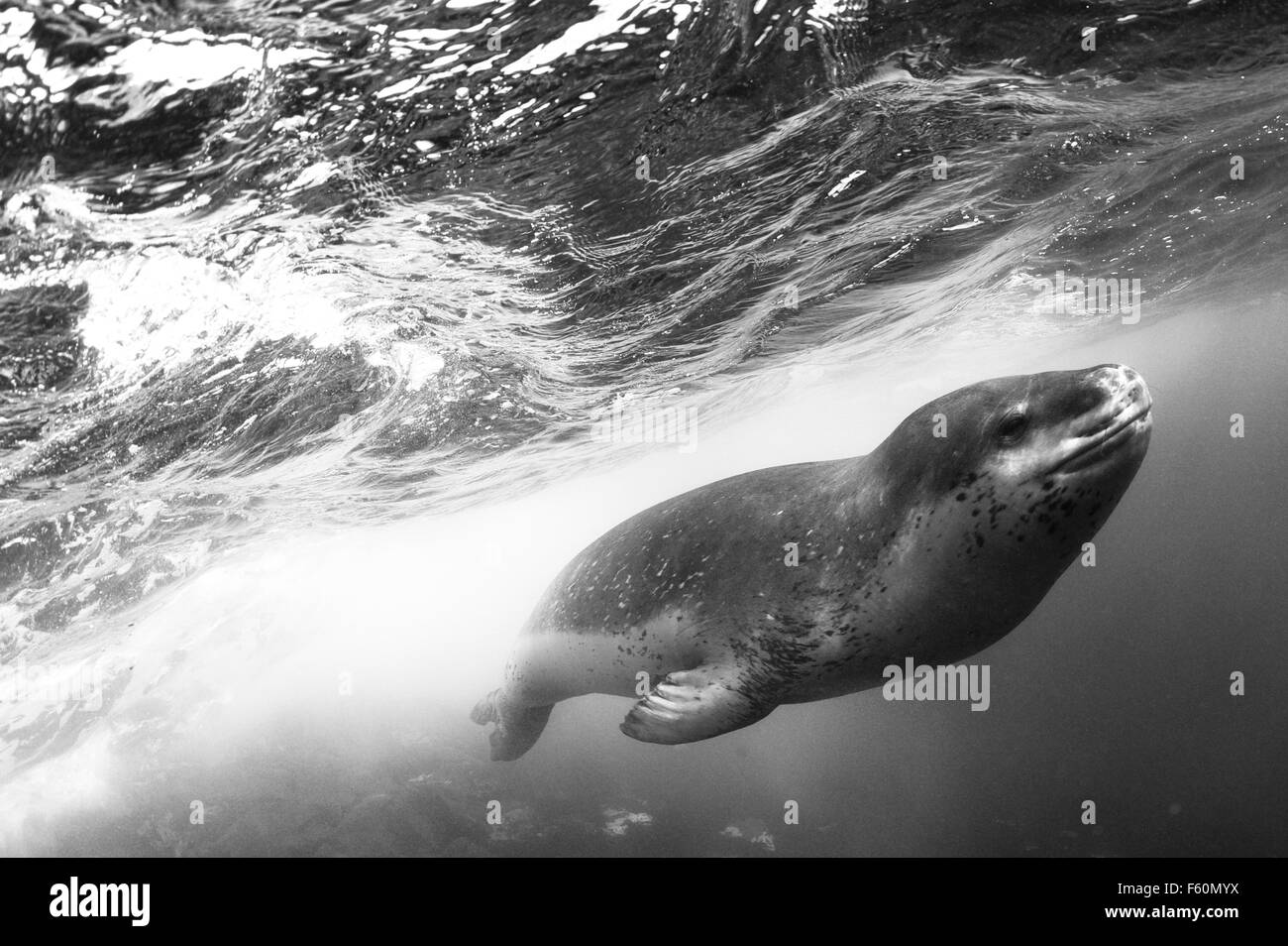 Swimming creatures Black and White Stock Photos & Images - Alamy