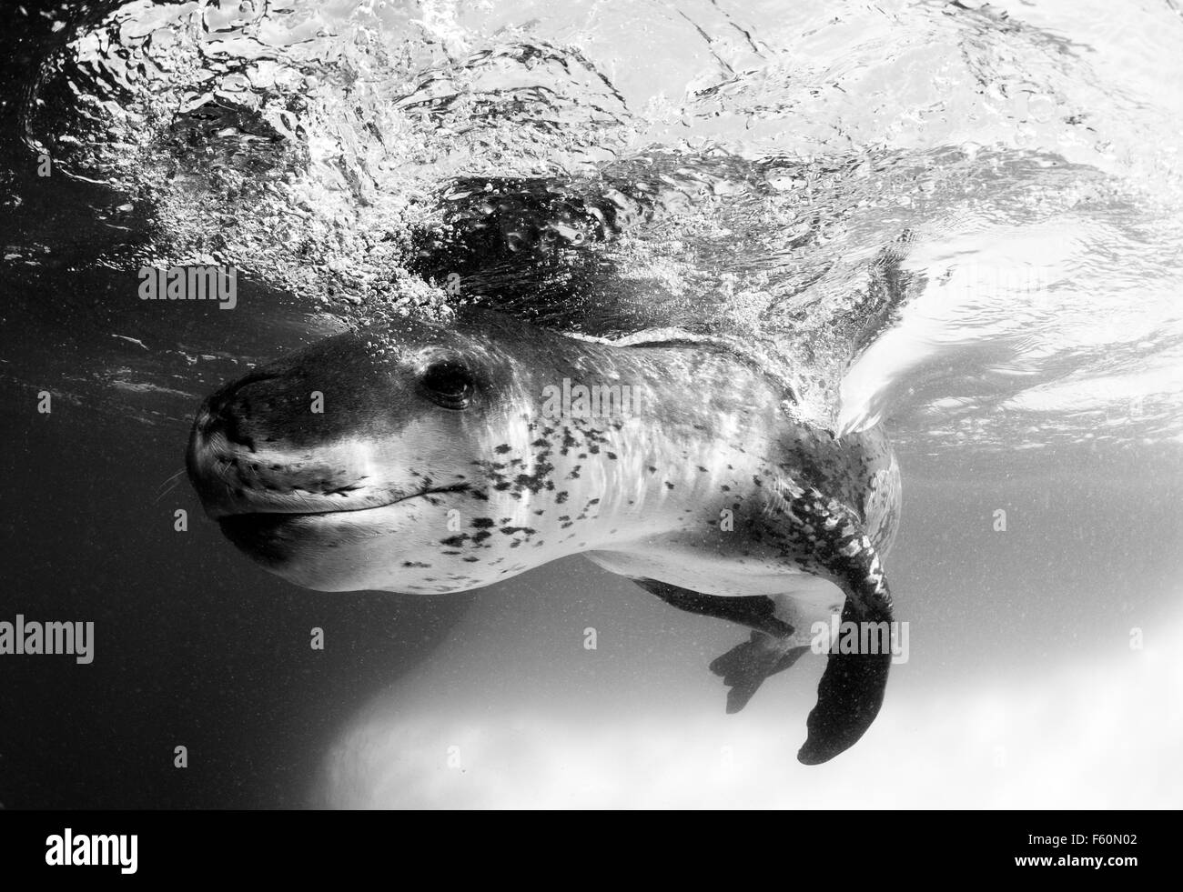 Seal and marine portrait Black and White Stock Photos & Images - Alamy