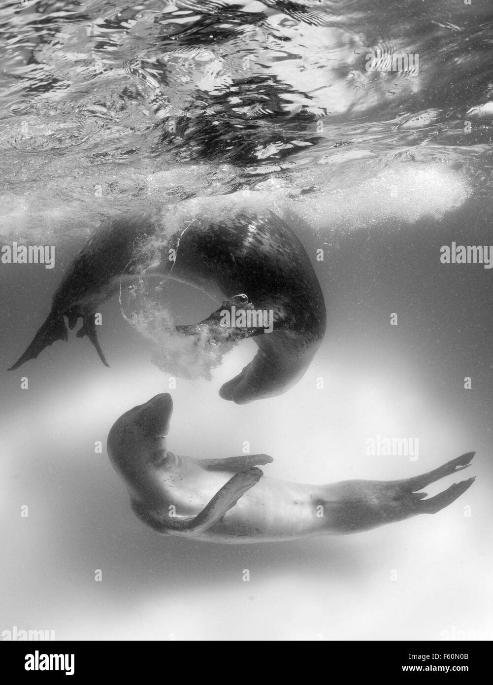 Seals swimming Black and White Stock Photos & Images - Alamy