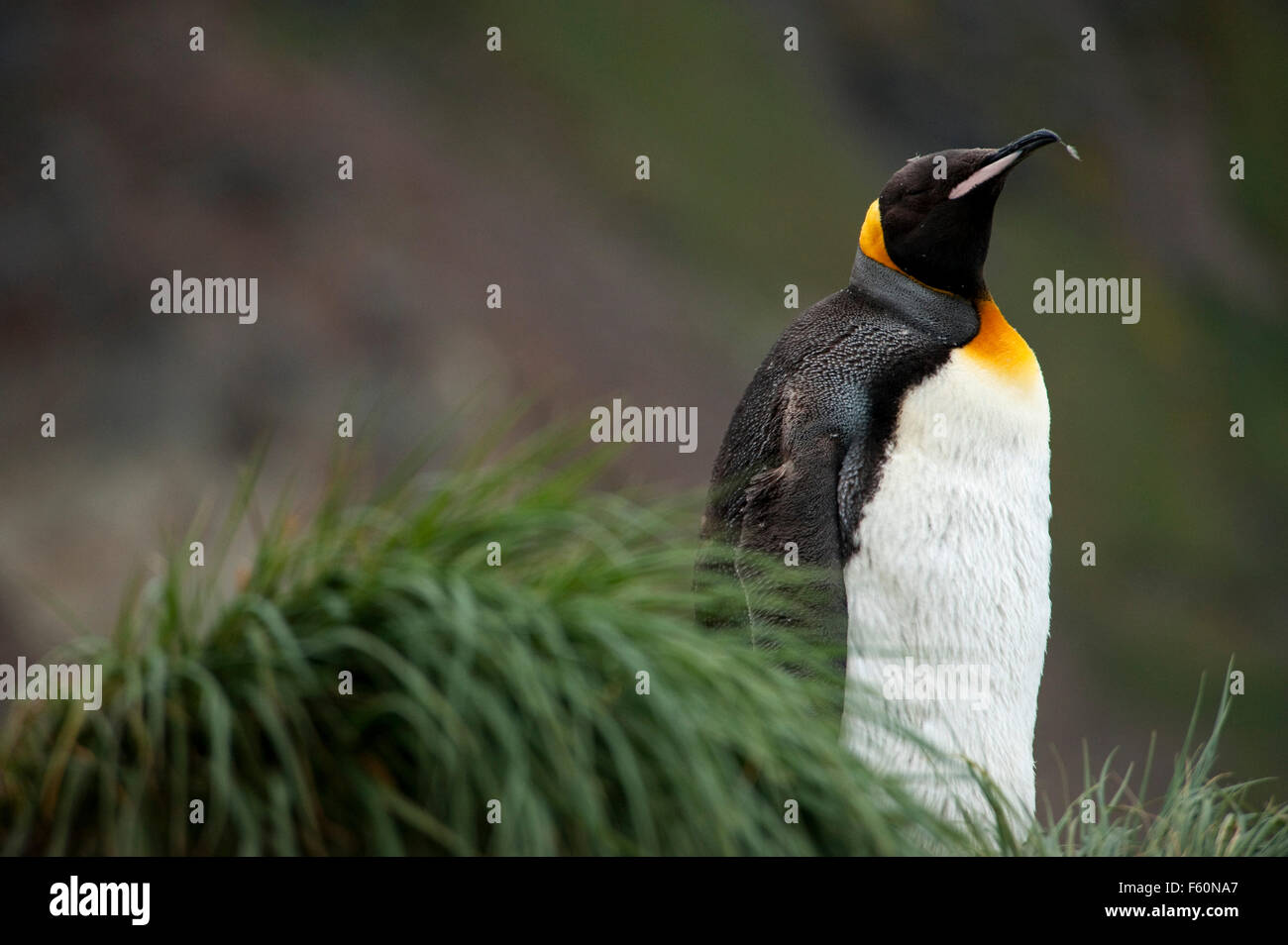 Penguin all alone hi-res stock photography and images - Alamy